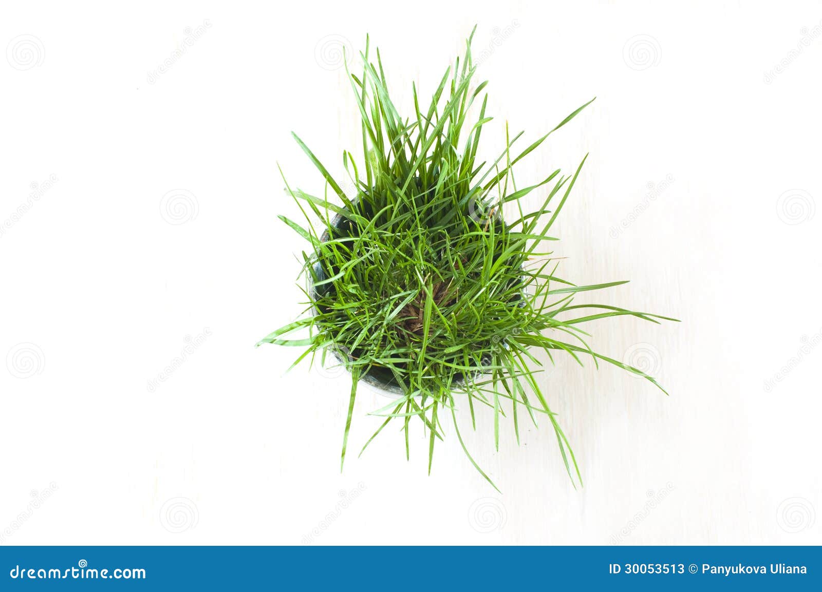 Green Grass Picture. Image: 30053513