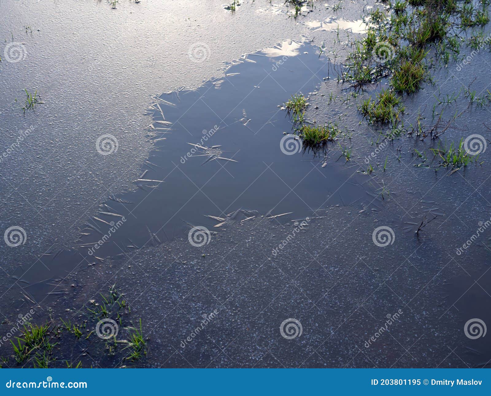 Green Grass In A Puddle Royalty-Free Stock Photography | CartoonDealer ...