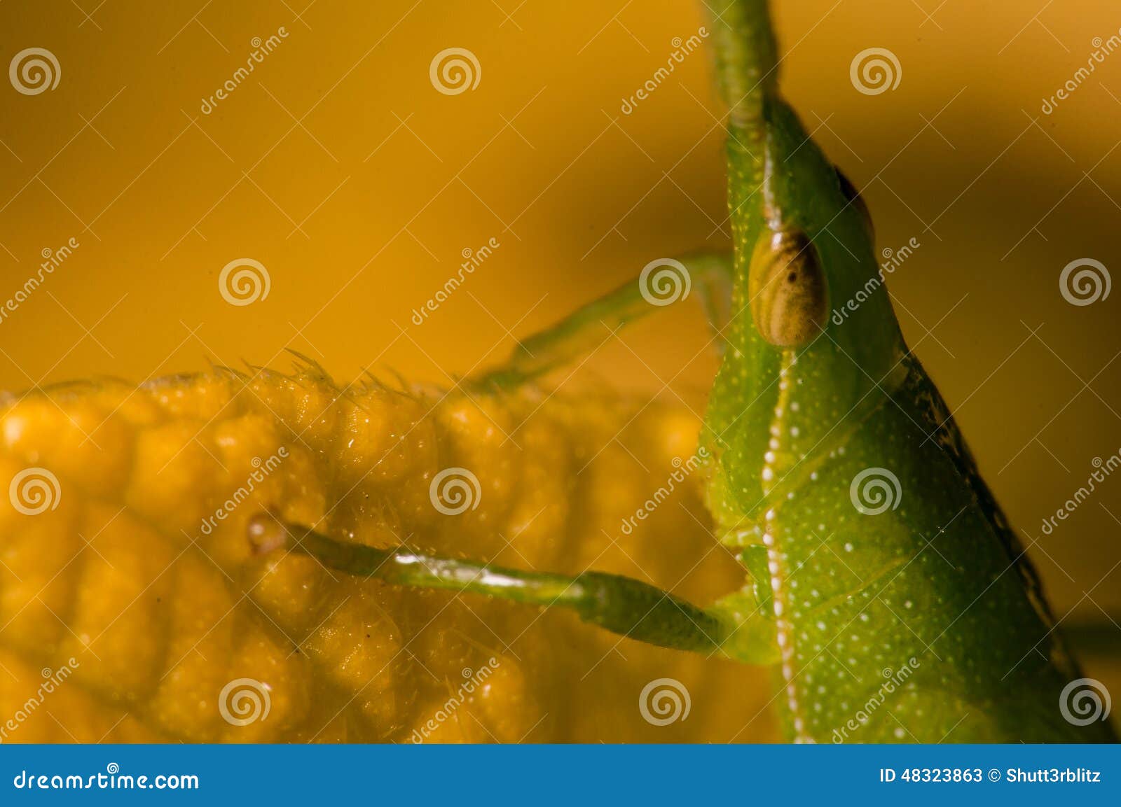 Green Grass Pyrgomorphidae stock image. Image of garden - 48323863