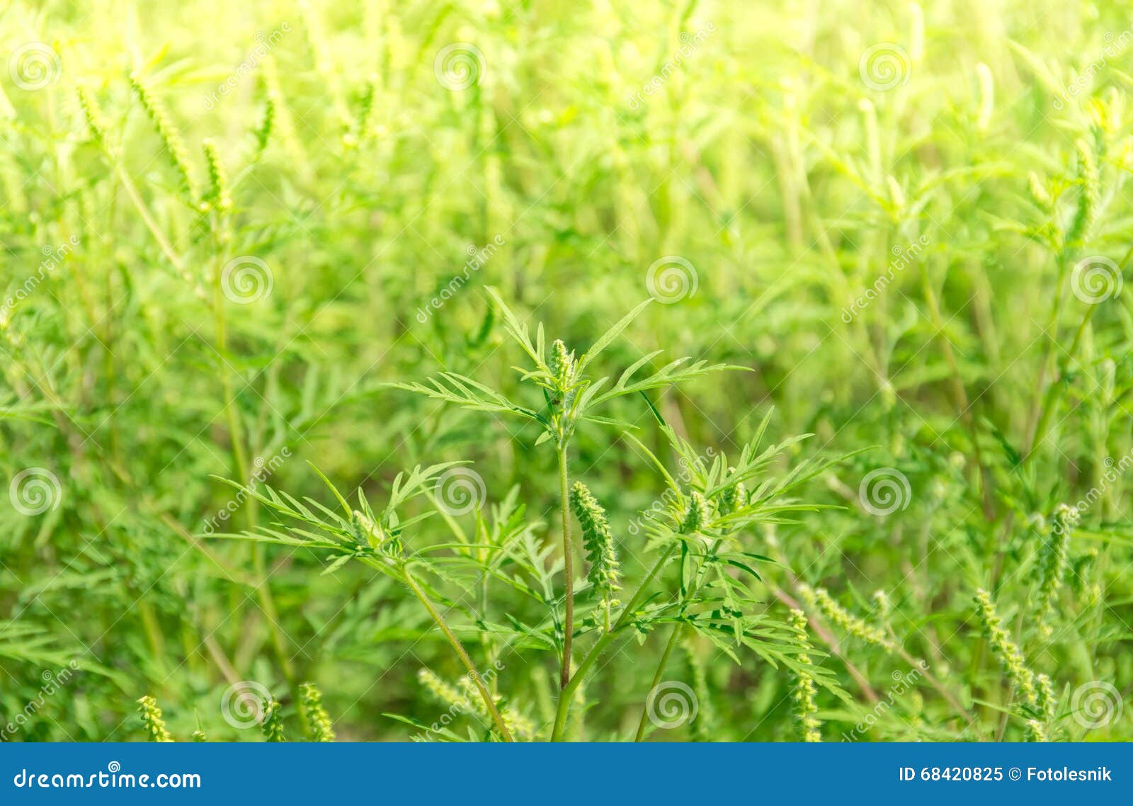 Green grass ragweed stock image. Image of harmful, season - 68420825