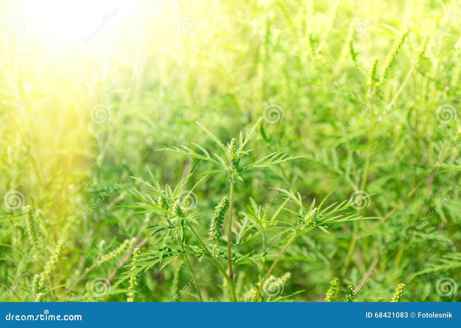Green grass ragweed stock image. Image of ragweed, habitat - 68421083