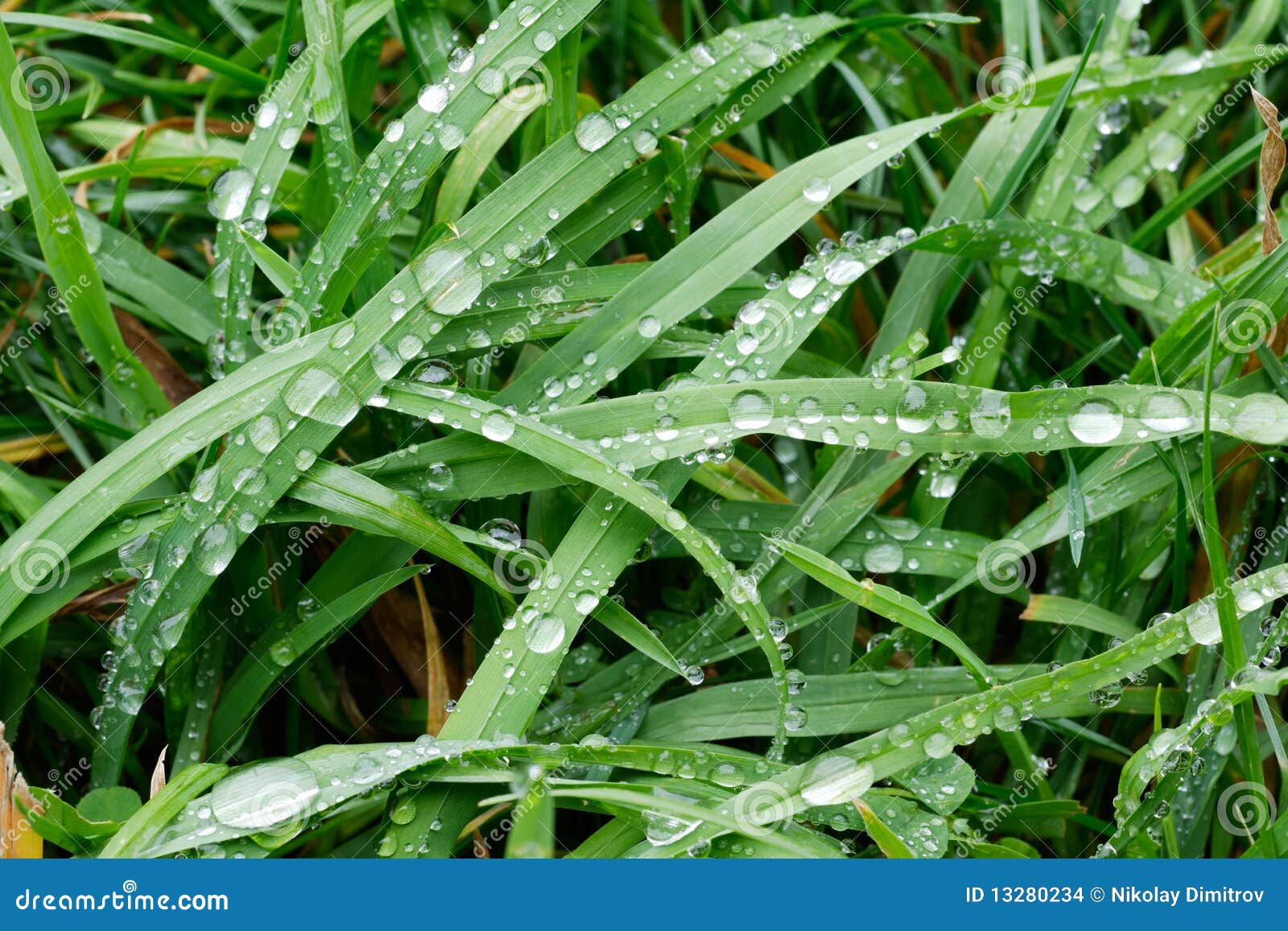 Green Grass with Rain Drops Stock Photo - Image of grass, water: 13280234