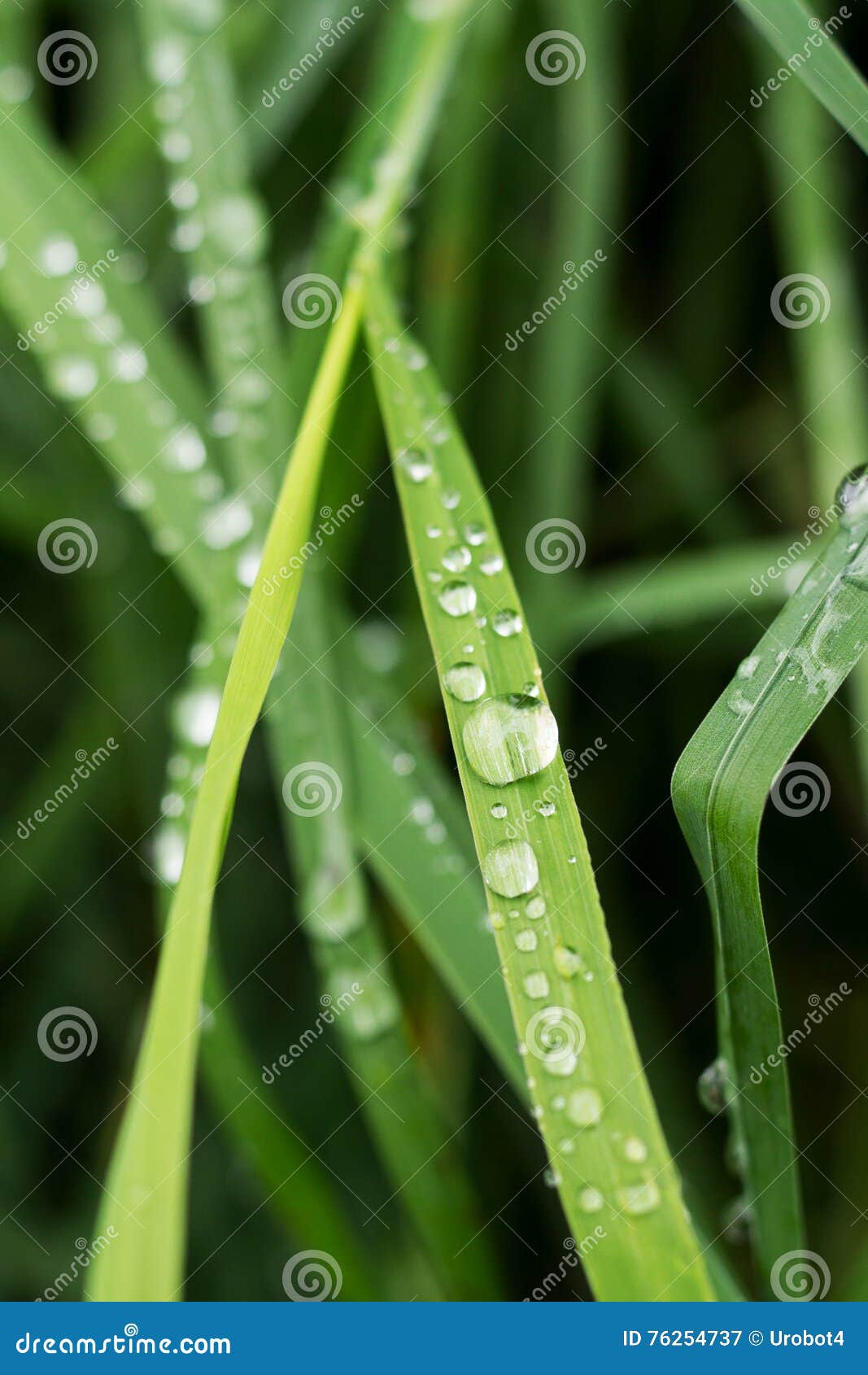 Green Grass with Raindrops stock image. Image of lawn - 76254737