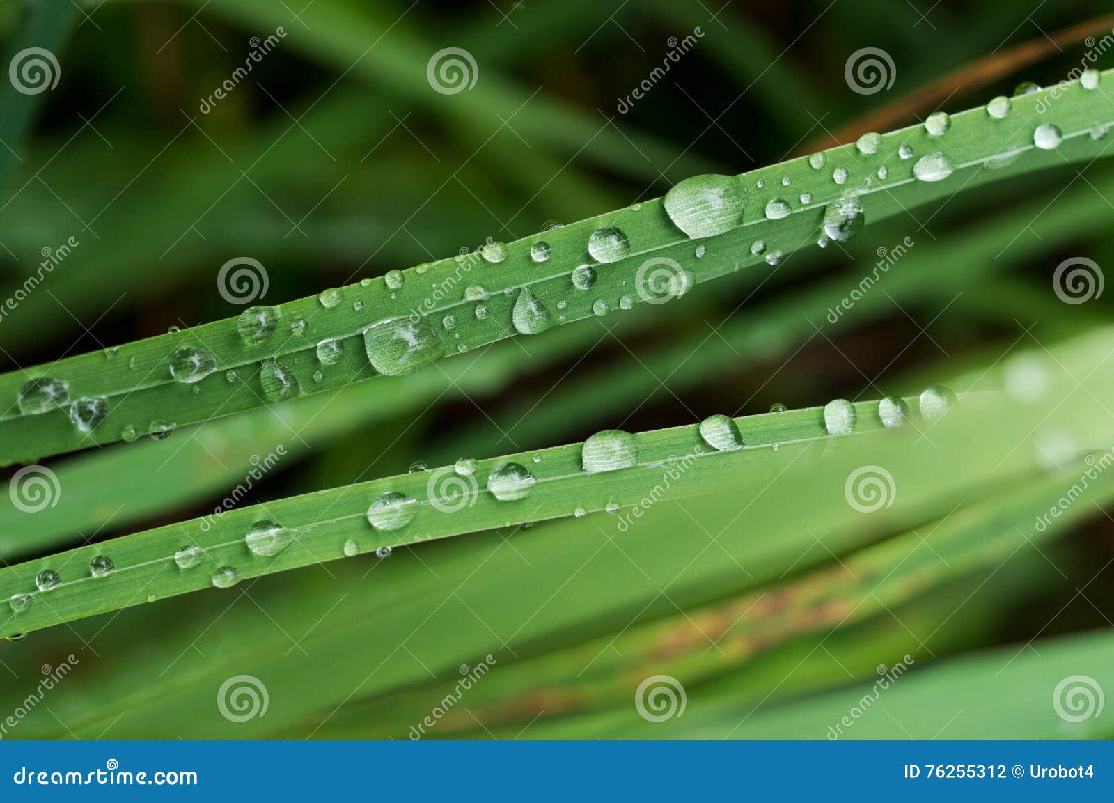 Green Grass with Raindrops stock photo. Image of lawn - 76255312
