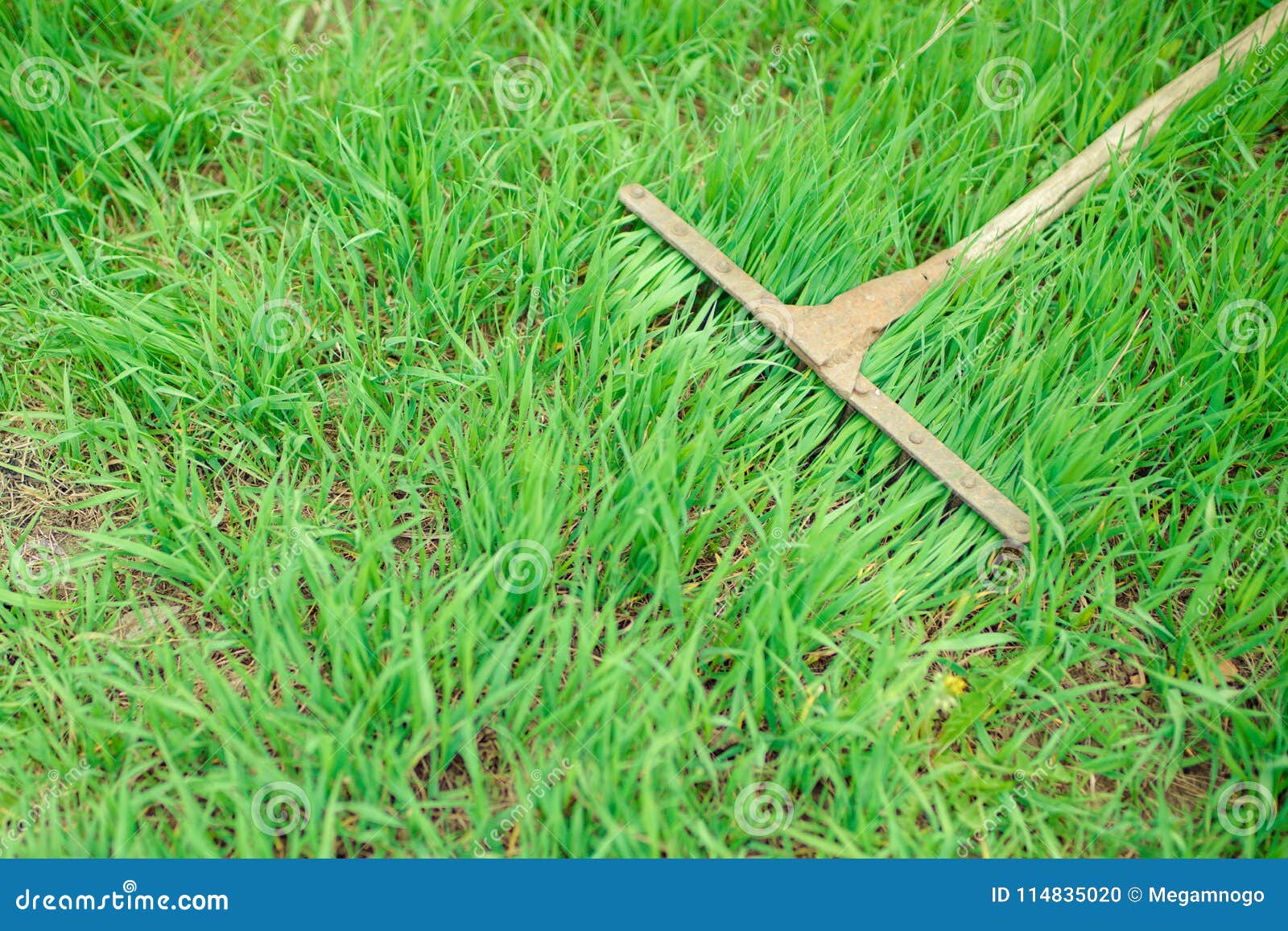 Green grass and rake stock photo. Image of field, plant - 114835020