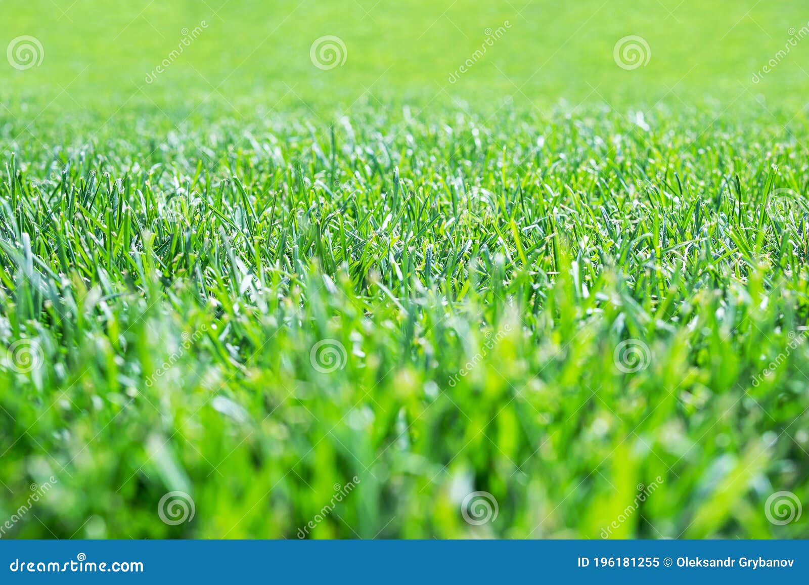 Green Grass Receding into the Distance Stock Image - Image of freshness ...