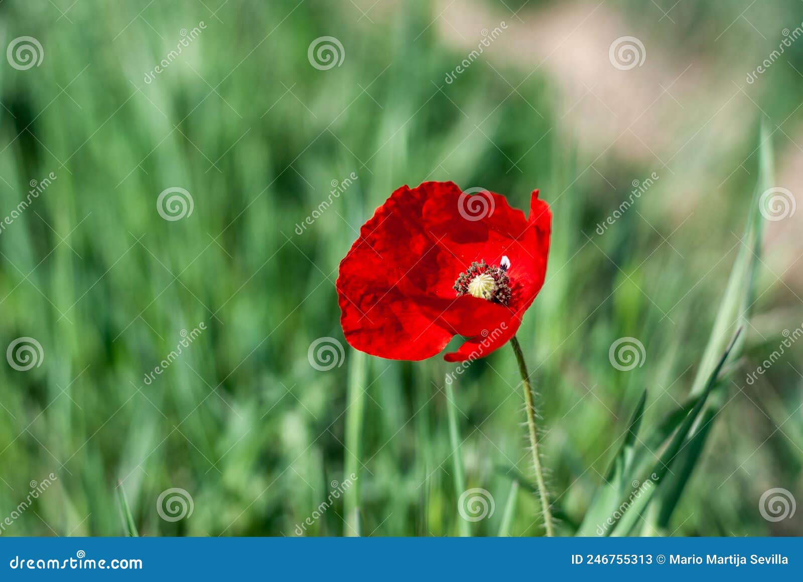 Green Grass with Red Flowers and Insects. Stock Image - Image of floral ...