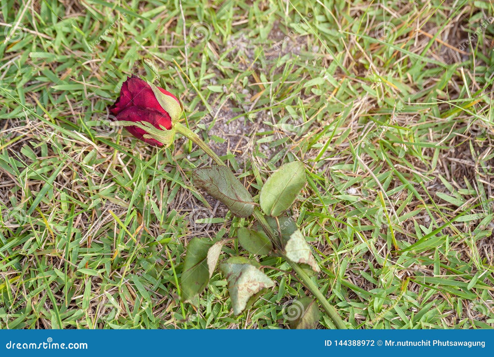 Green grass with red rose stock photo. Image of grass - 144388972