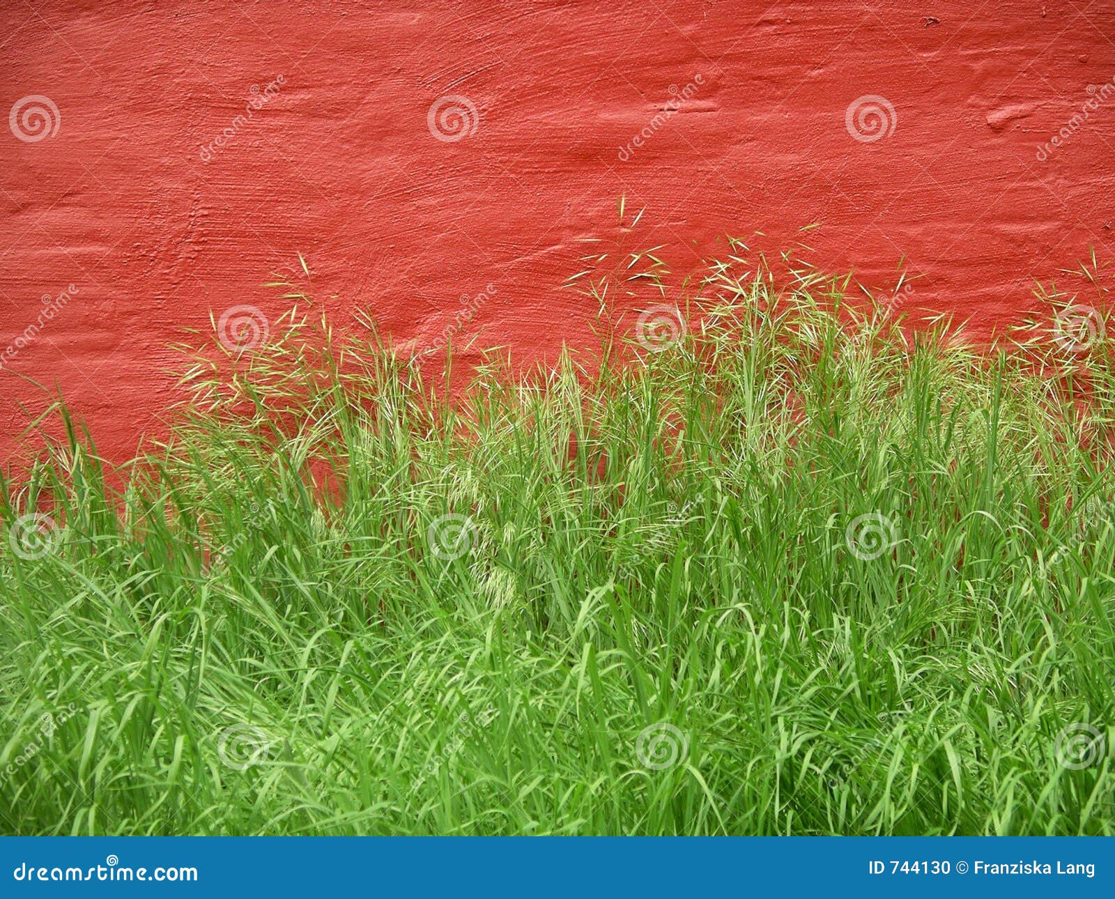 Green grass - red wall stock photo. Image of vegetation - 744130