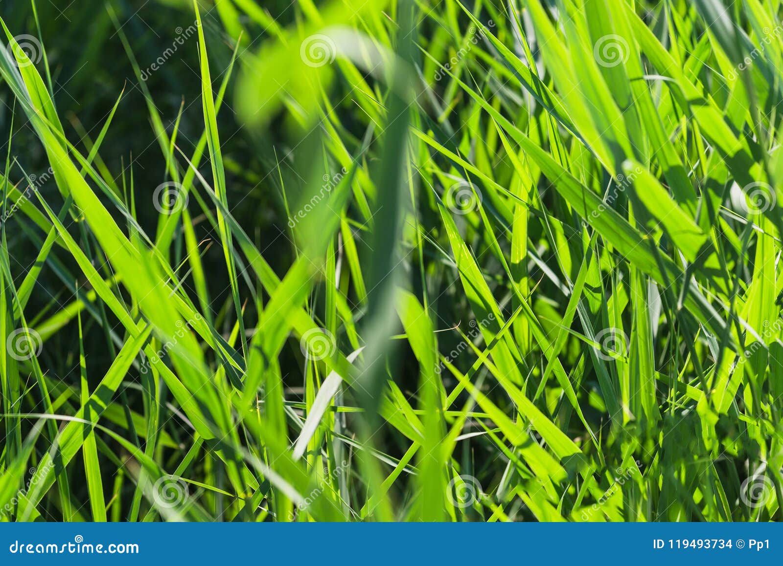 Green Grass Reed Phragmites Fresh Leaves Stock Photo - Image of fresh ...