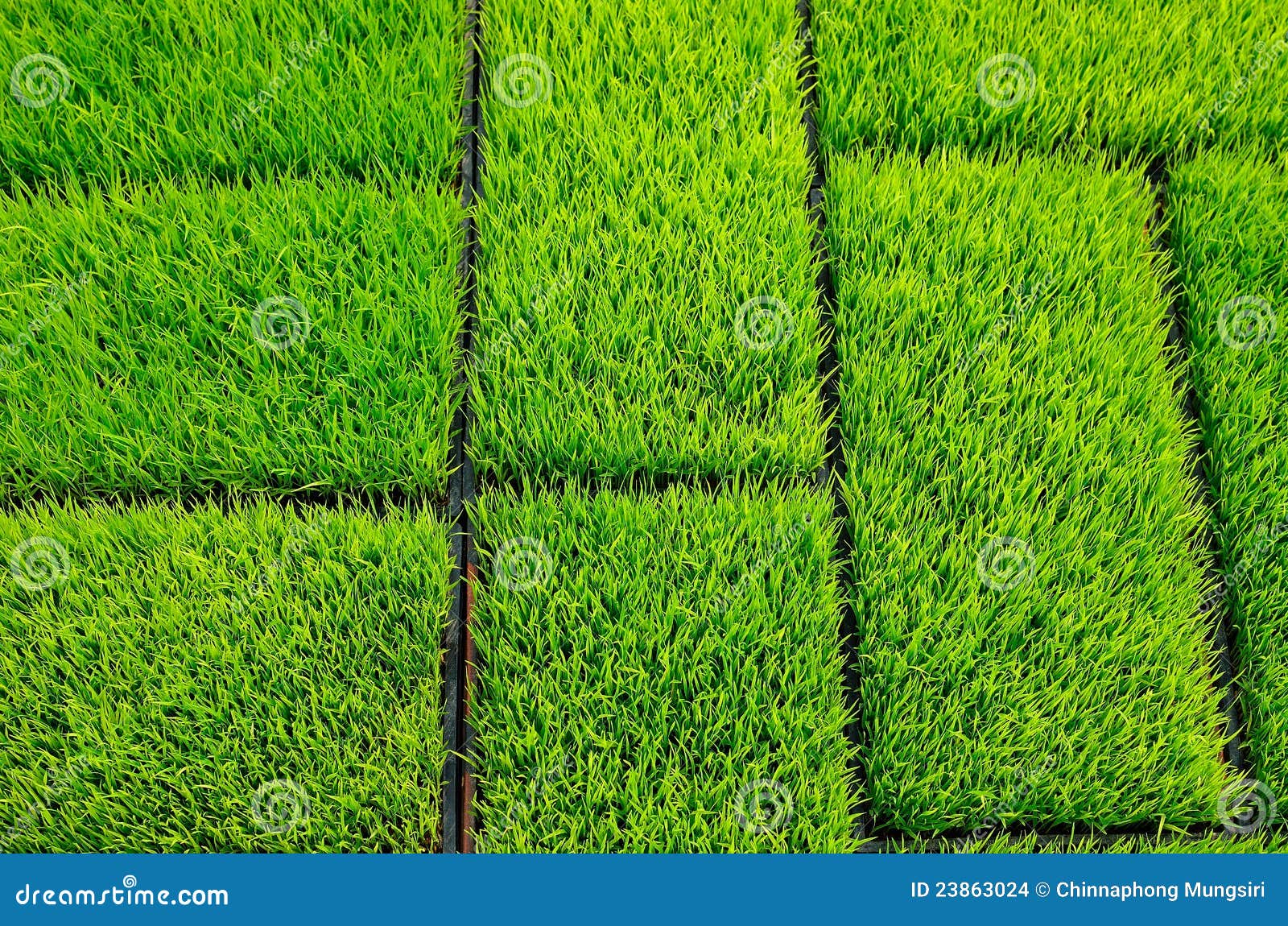 Green Grass rice stock photo. Image of greenery, football - 23863024