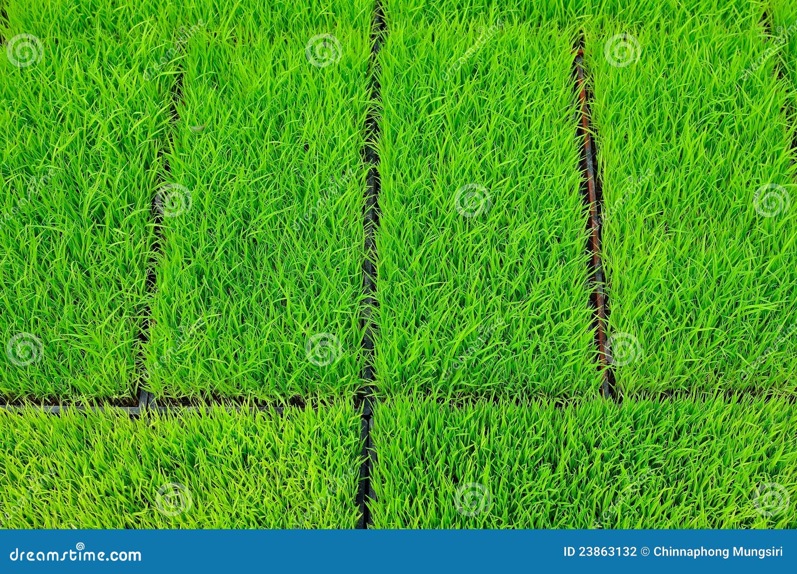 Green Grass rice stock photo. Image of grow, copy, beautiful - 23863132