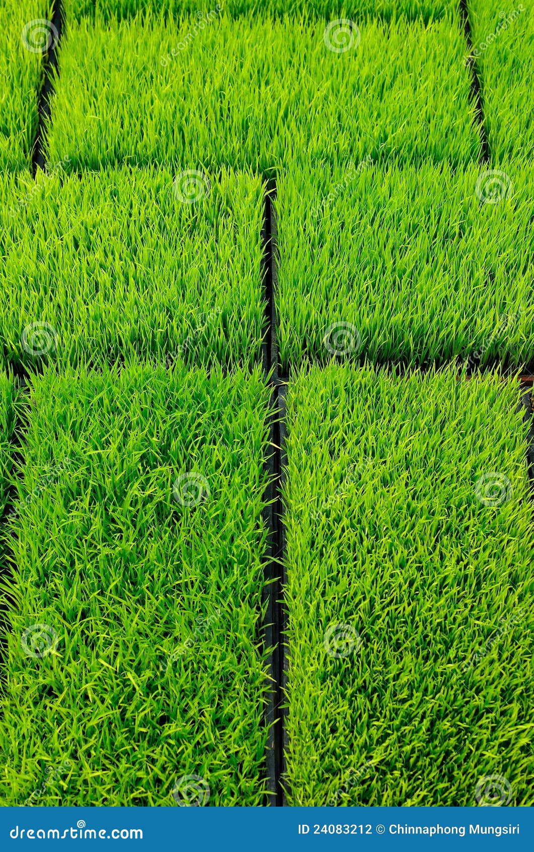 Green Grass rice stock photo. Image of landscape, football - 24083212