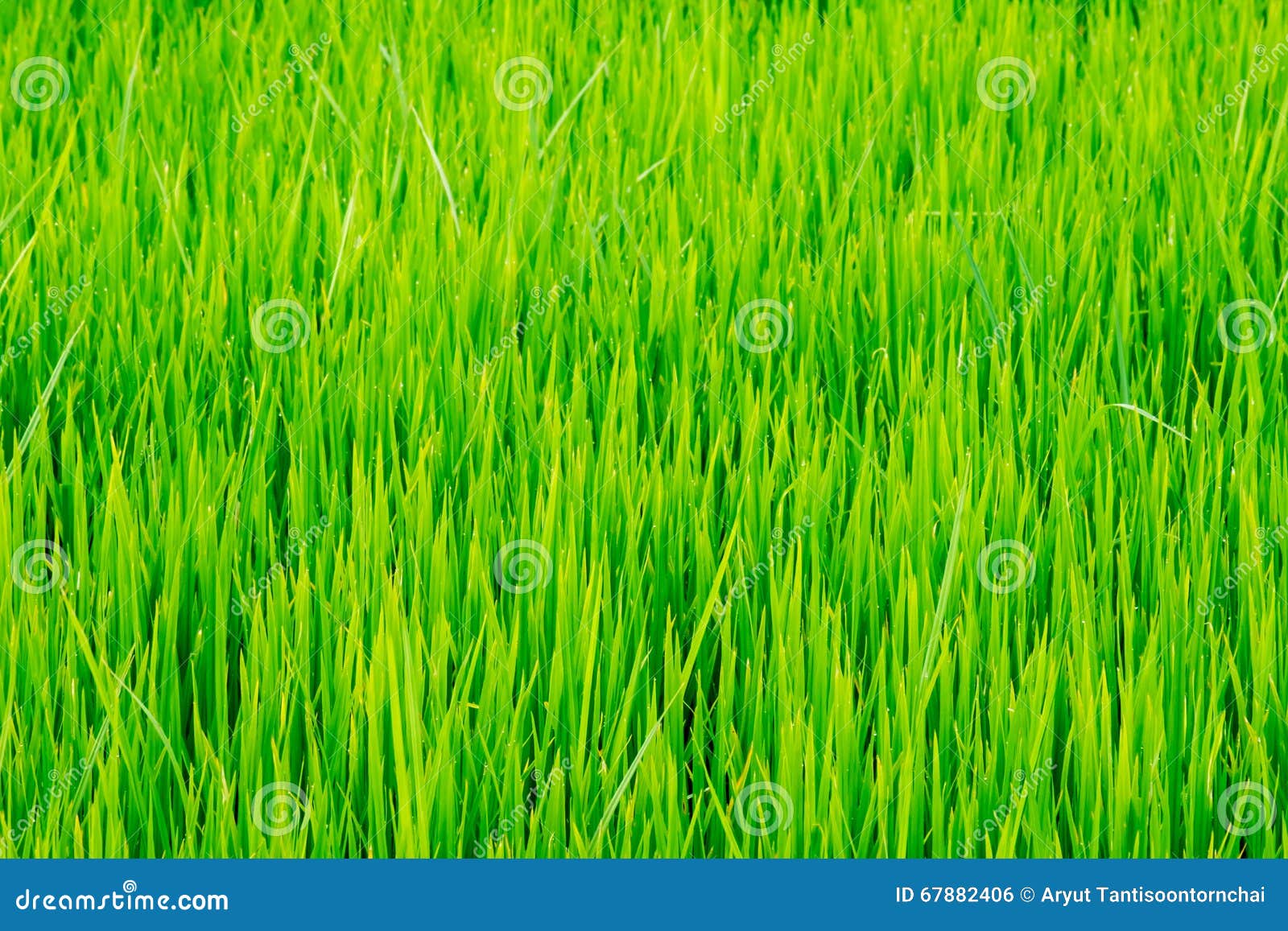 Green grass rice field stock photo. Image of beautiful - 67882406