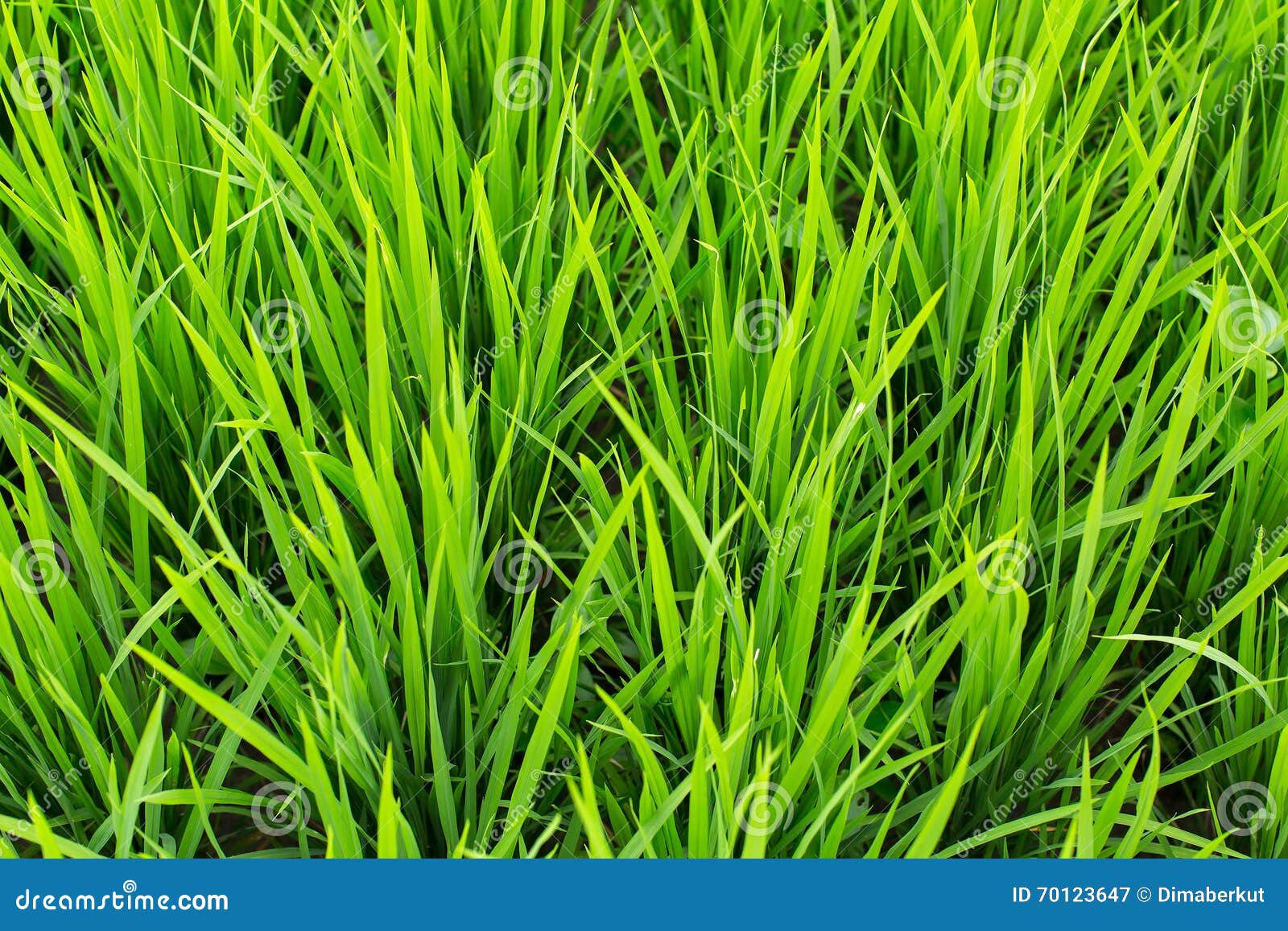 Green Grass Rice Field on Closeup. Agriculture. Stock Image - Image of ...