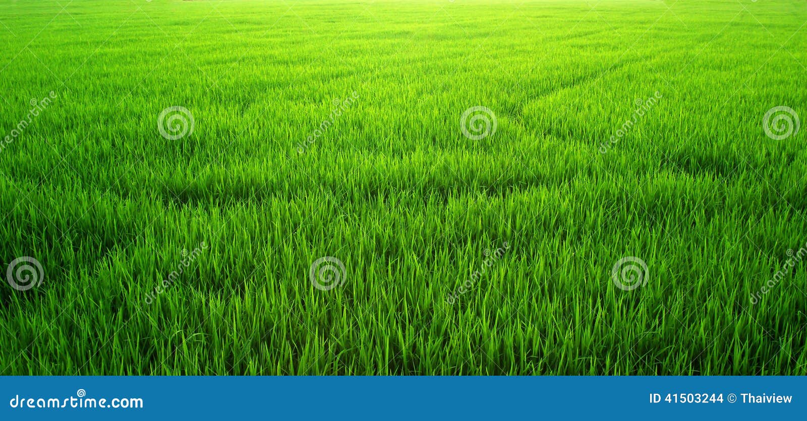 Green Grass rice field stock photo. Image of game, backdrop - 41503244