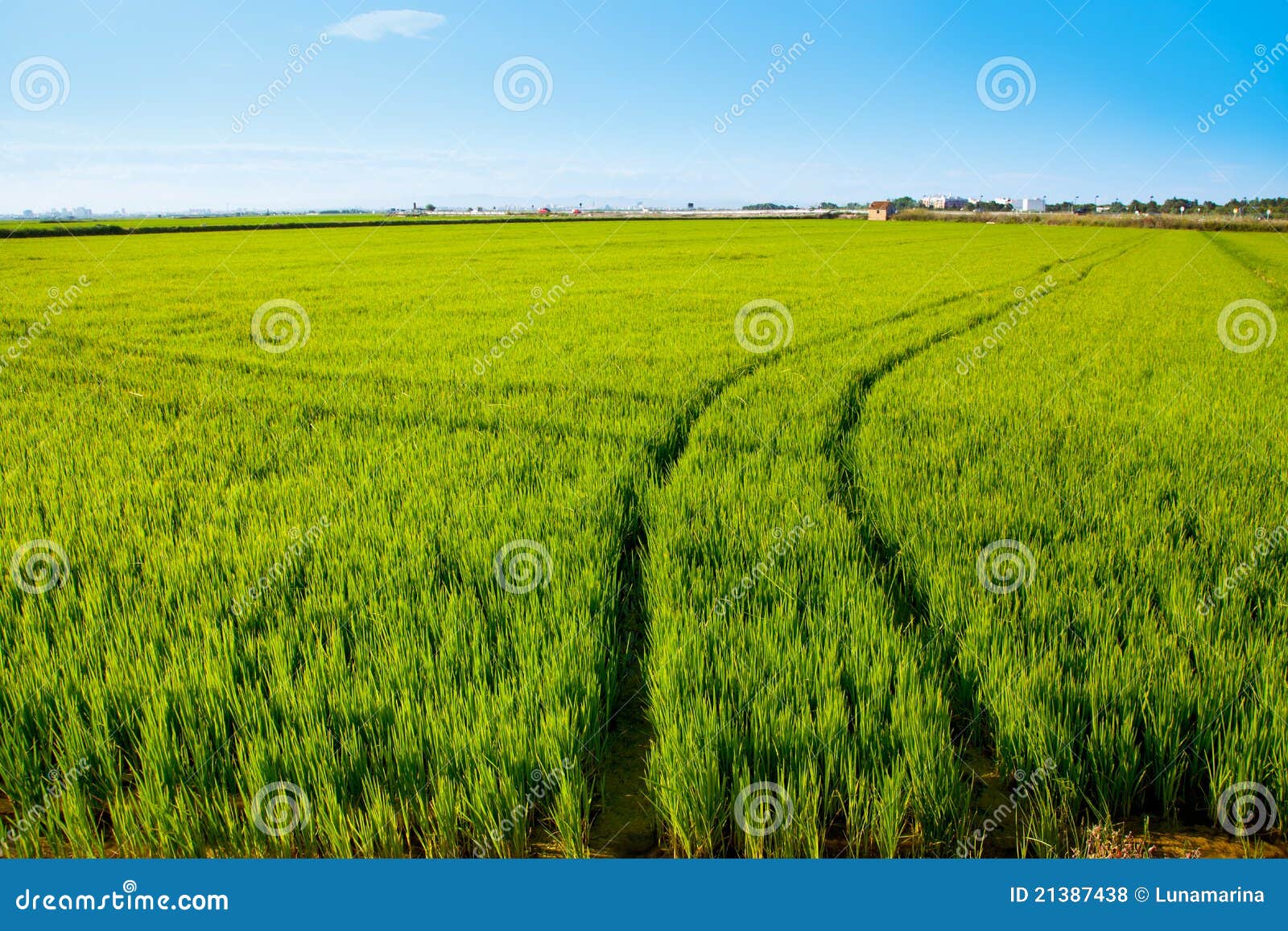 Green Grass Rice Field in Spain Valencia Stock Photo - Image of green ...