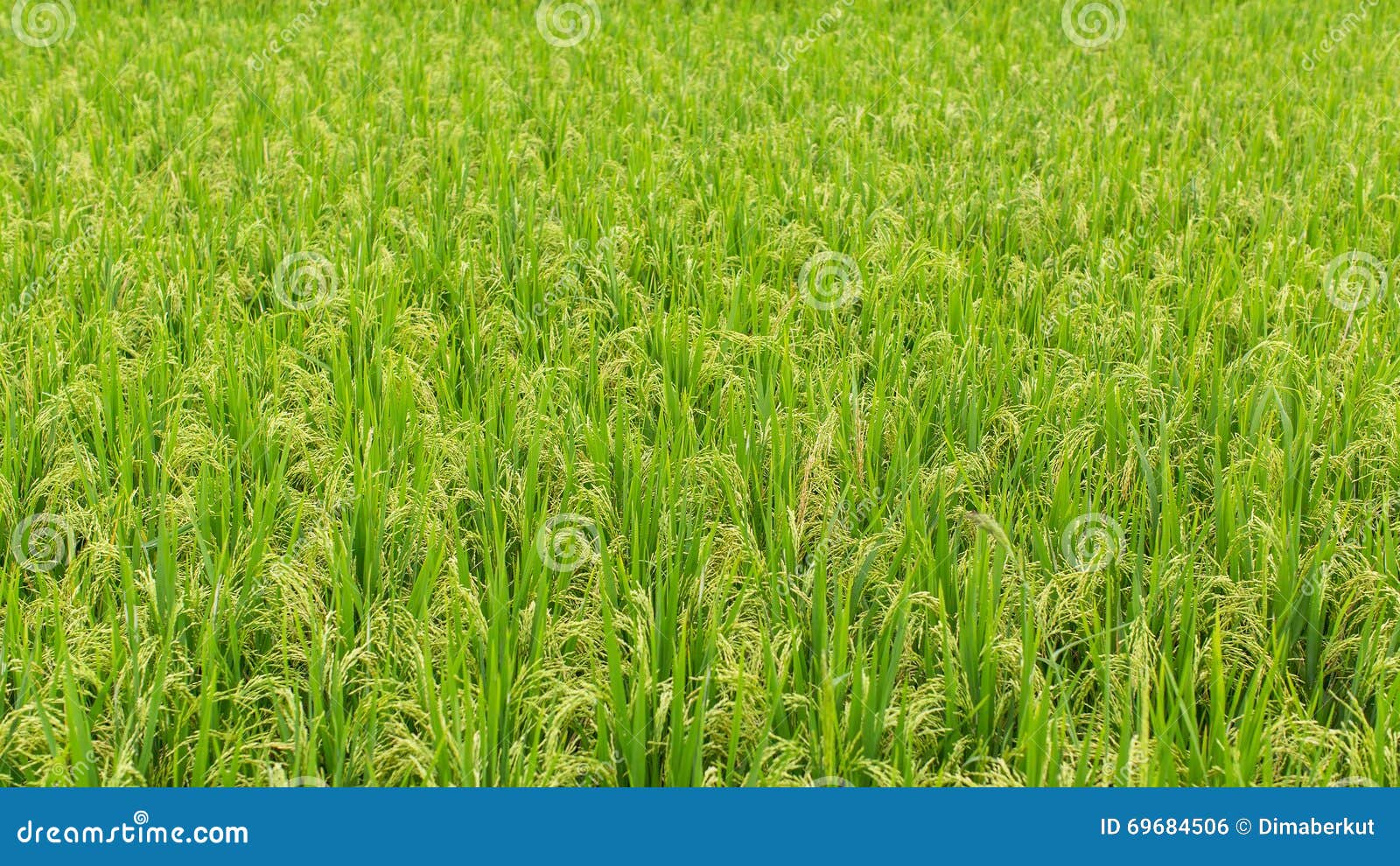 Green Grass on Rice Field at Sunny Day. Nature. Stock Photo - Image of ...