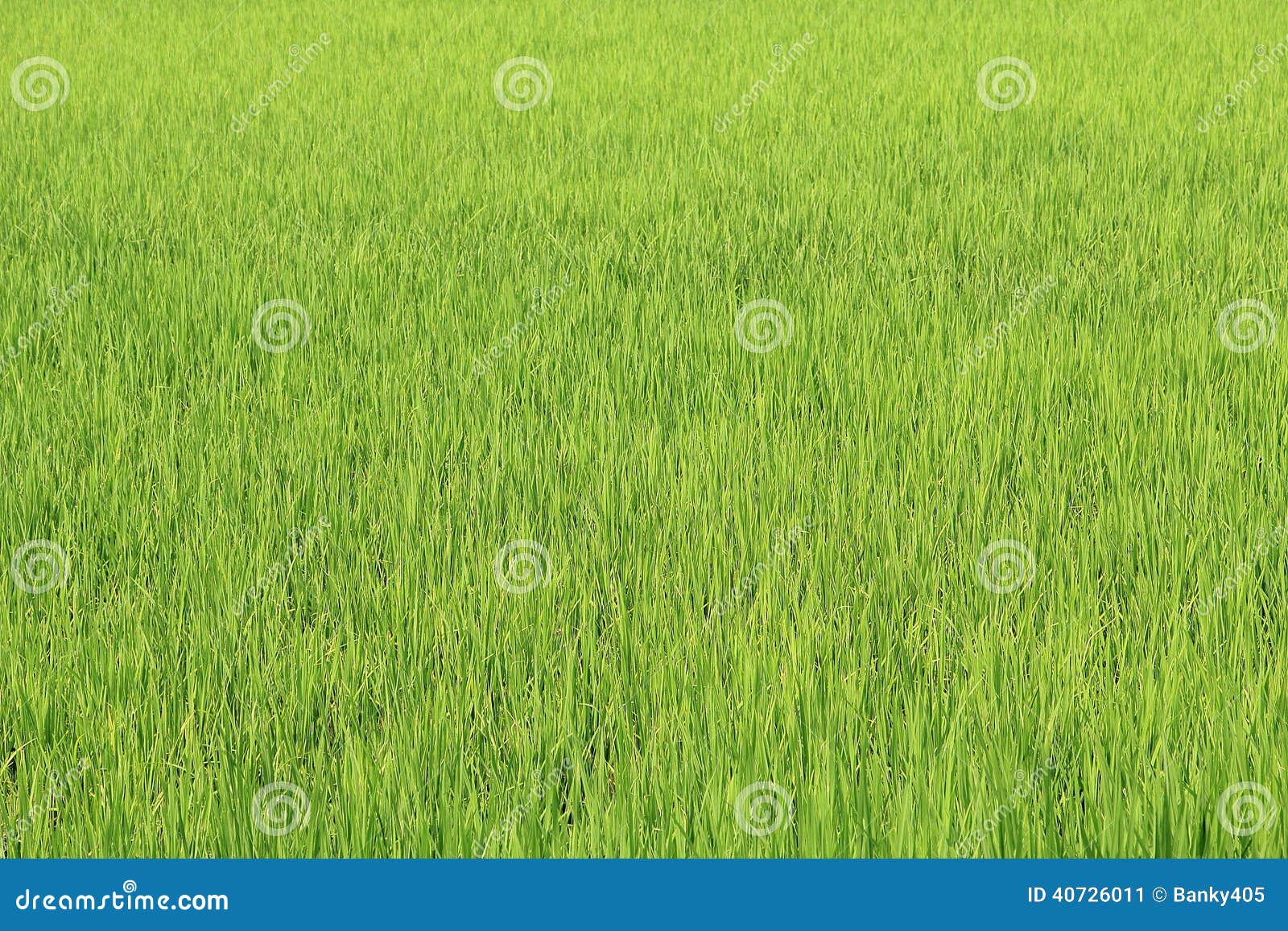 Green grass rice fields stock image. Image of kerala - 40726011