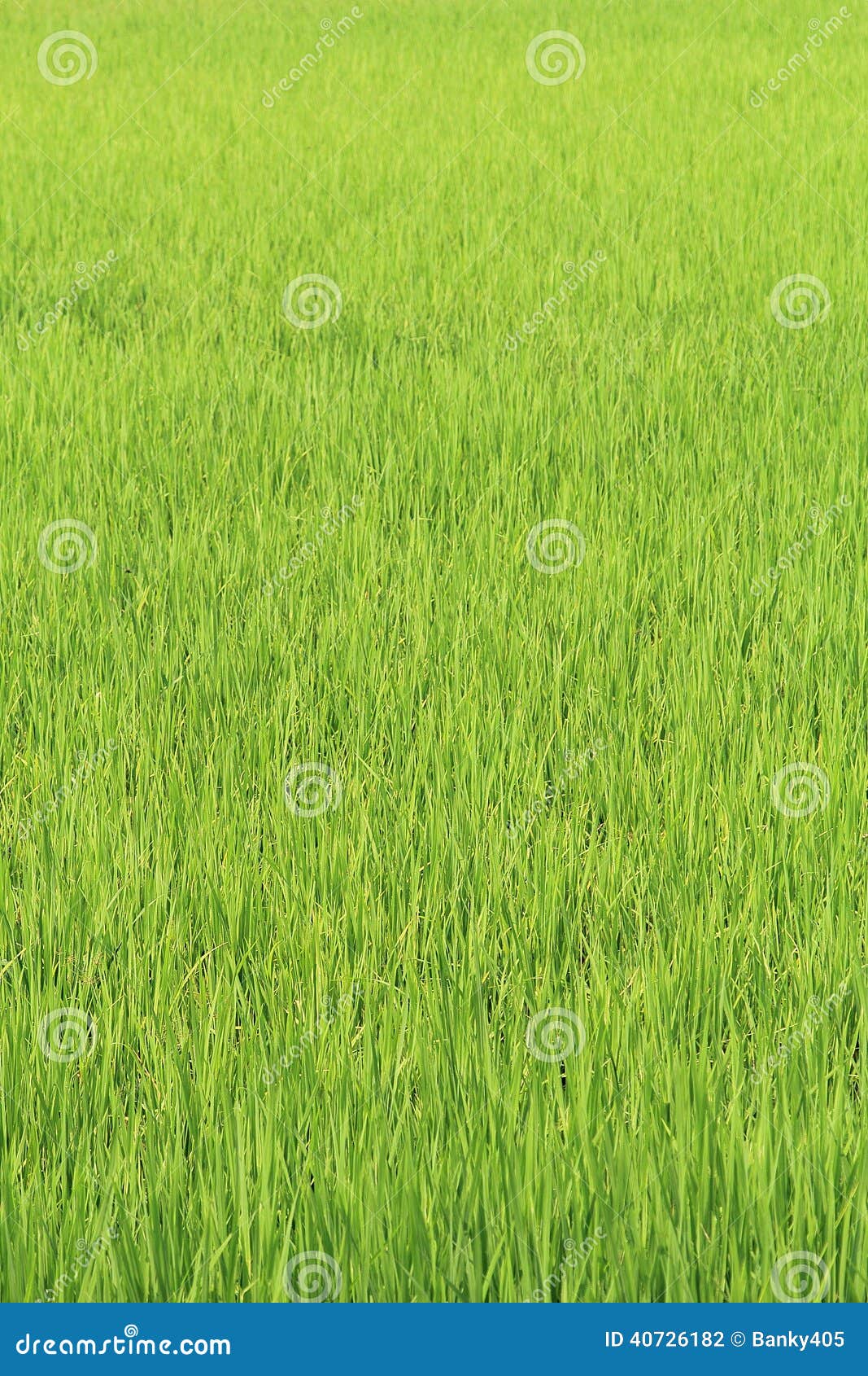 Green grass rice fields stock photo. Image of leaf, food - 40726182