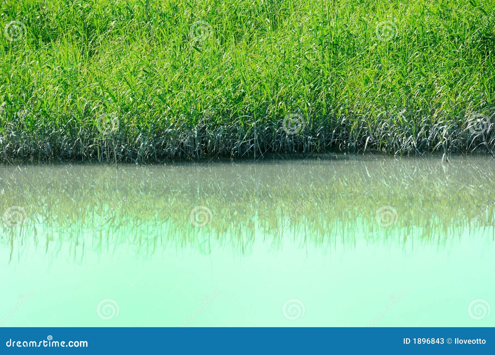 Green grass and river stock image. Image of lively, colorful - 1896843
