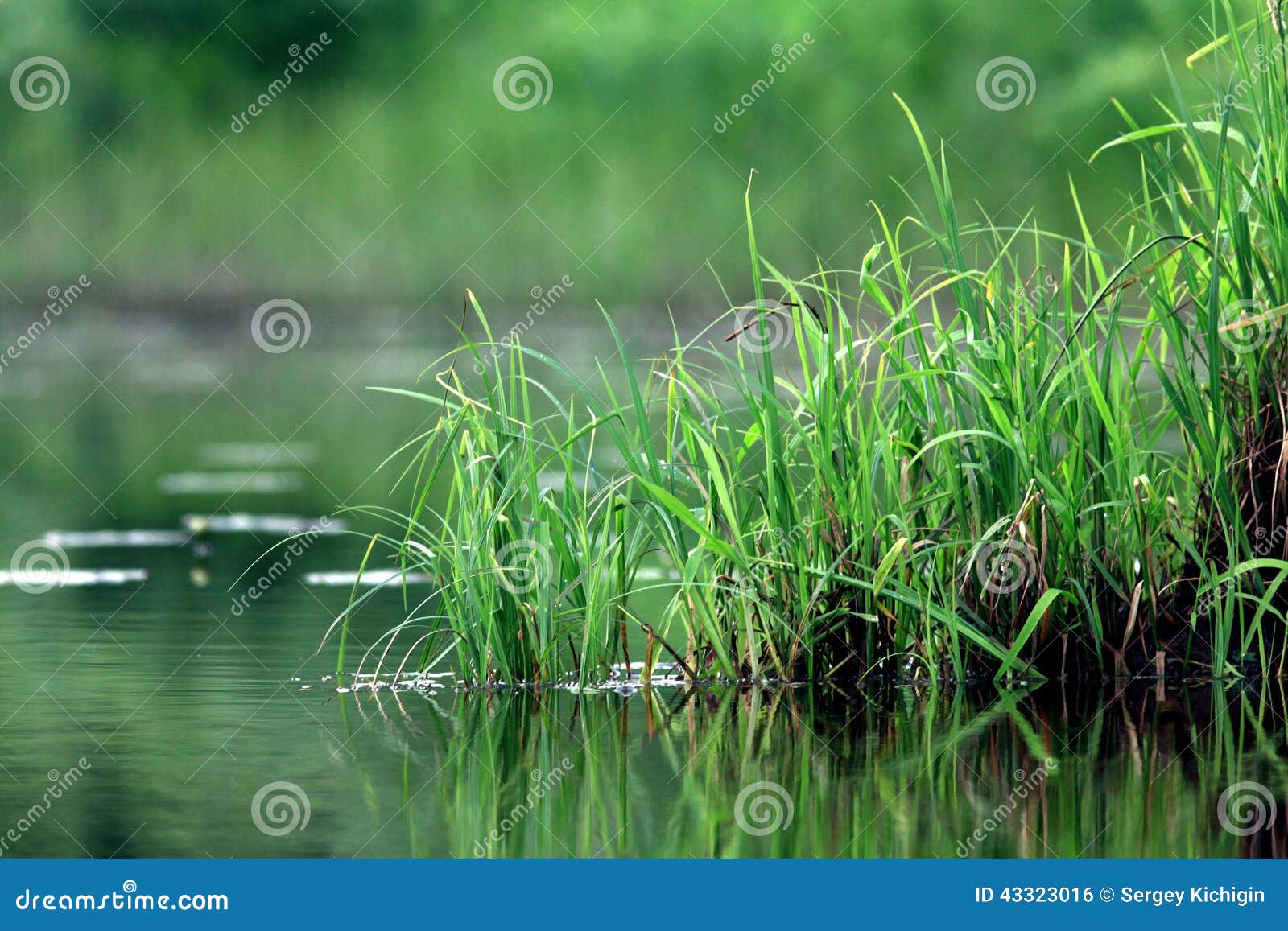 Green Grass on the River Bank Stock Photo - Image of beauty, lotus ...