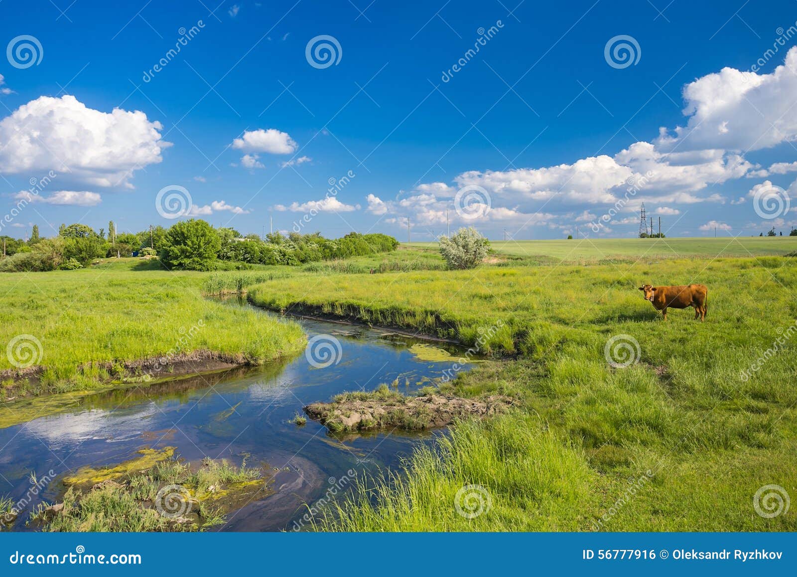 Green Grass, River, Clouds and Cows Stock Photo - Image of pond ...