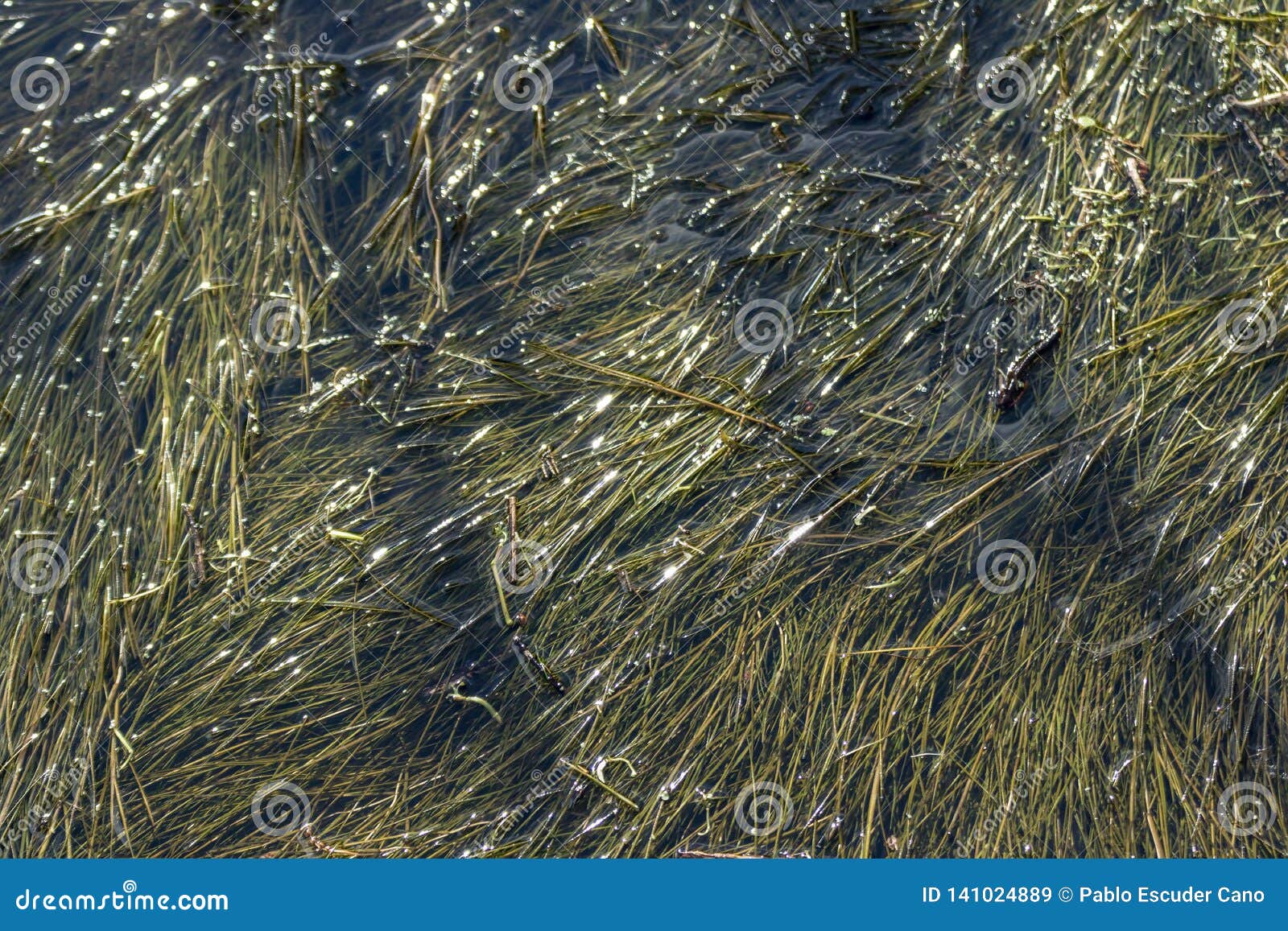 Green Grass on the Riverbank Stock Image - Image of purity, dawn: 141024889