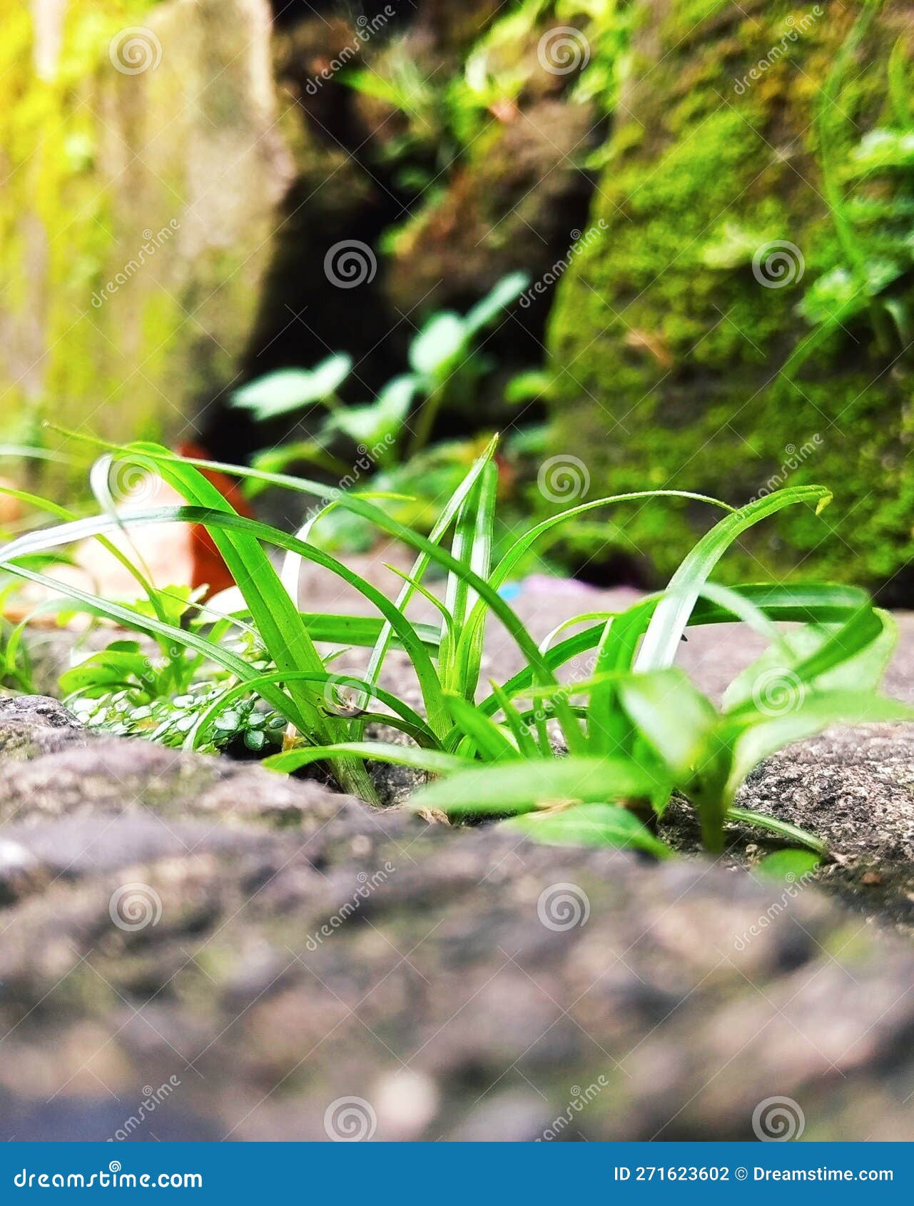 Green grass on the rocks stock photo. Image of soil - 271623602