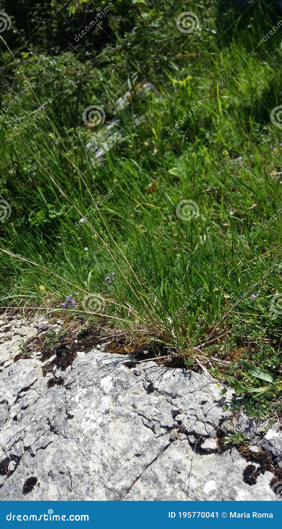 Green grass and rocks stock image. Image of leaf, shrub - 195770041