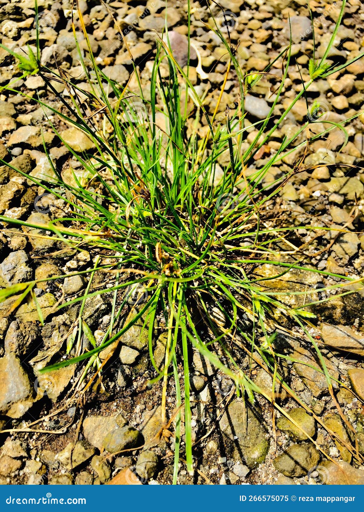 Green Grass on the Rocky Ground Stock Image - Image of single, ground ...