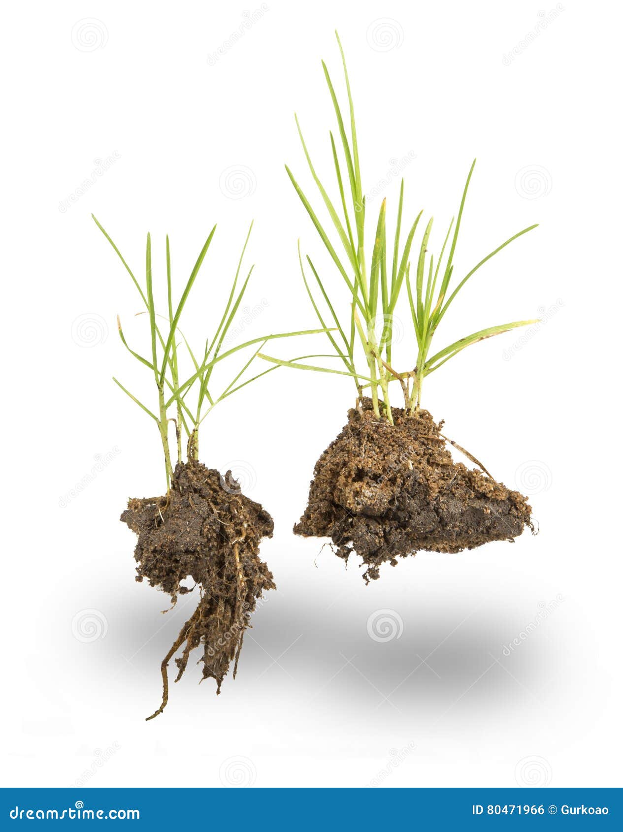 Green grass and root stock photo. Image of green, soil - 80471966