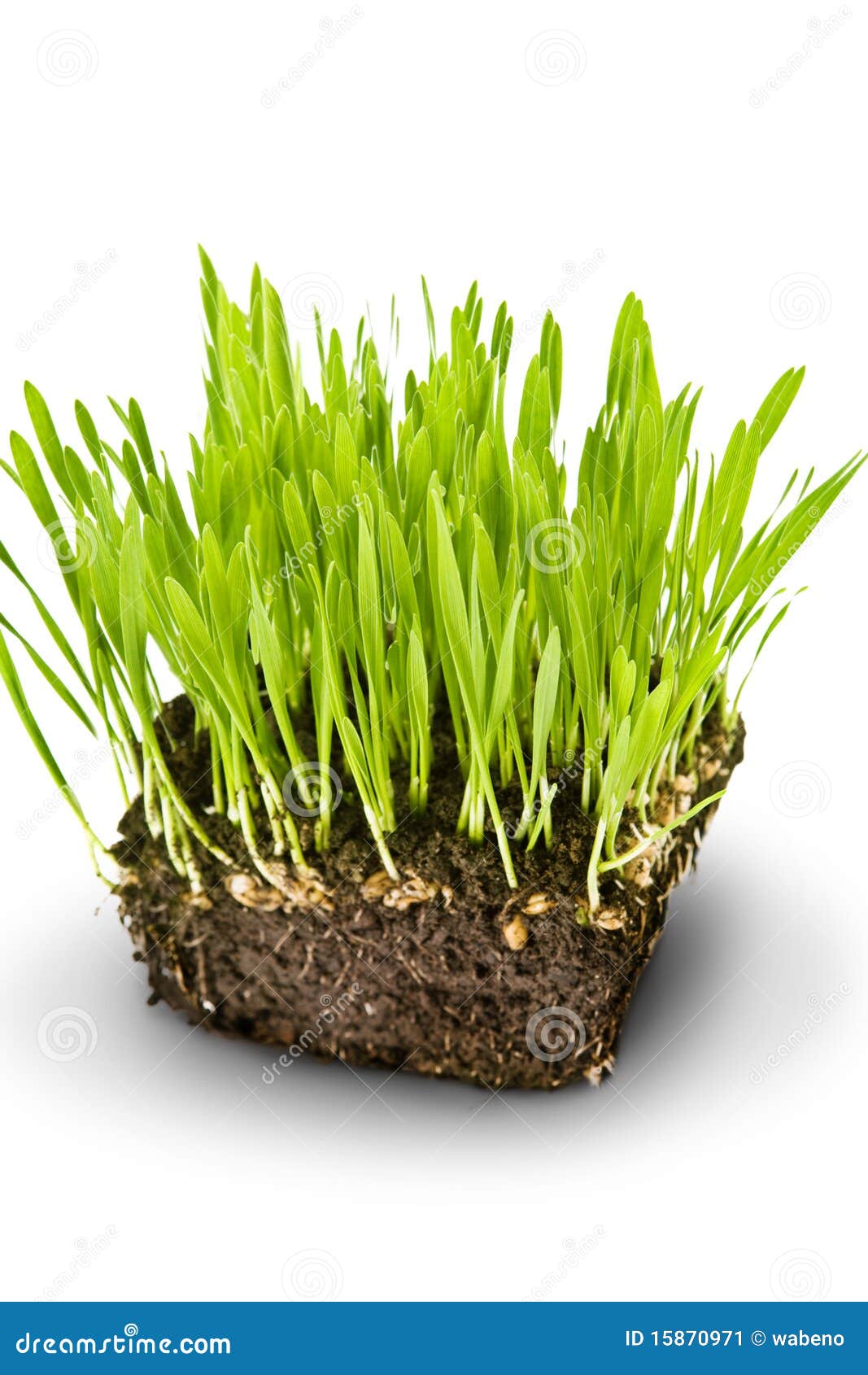 Green grass and roots stock image. Image of seed, root - 15870971