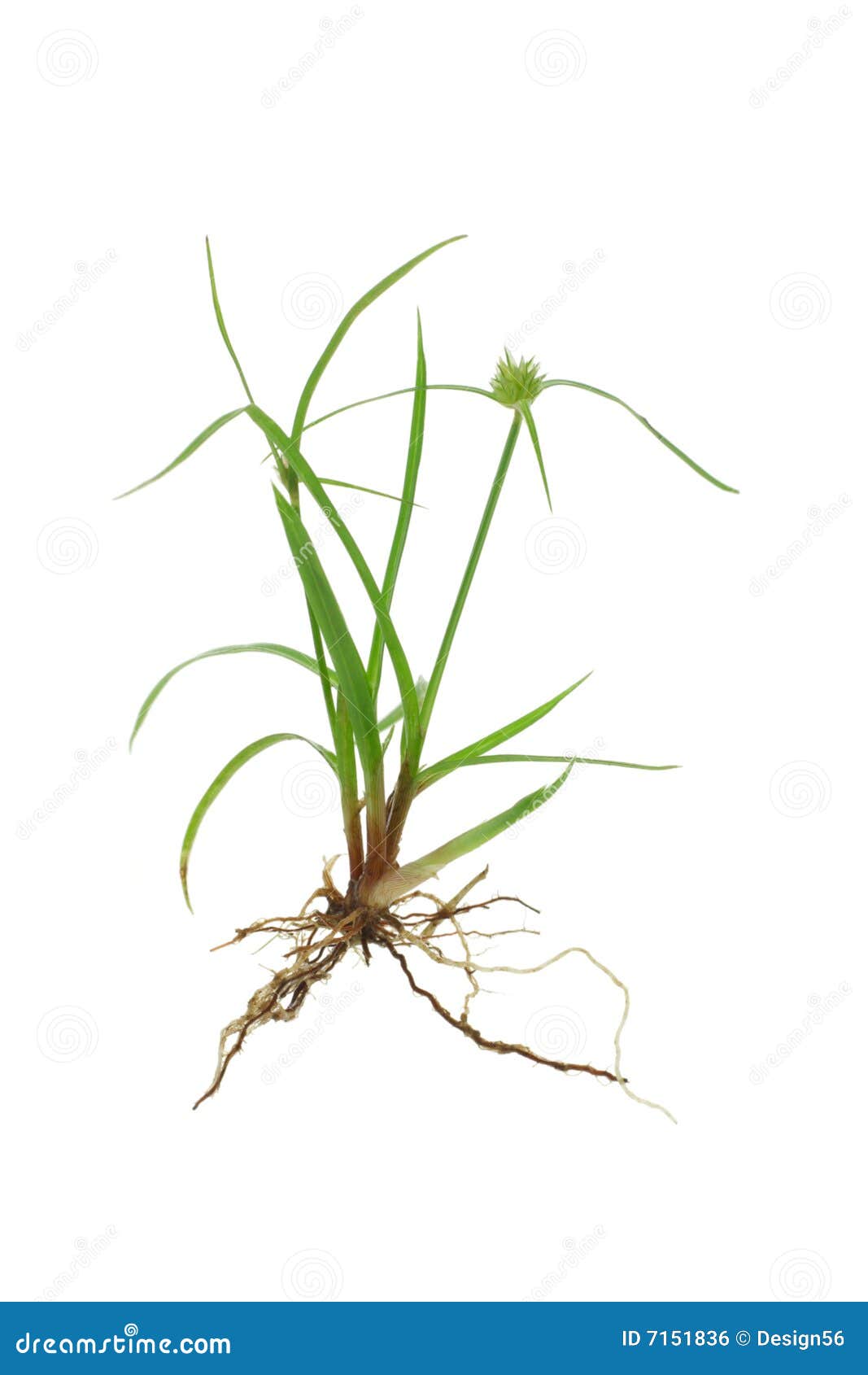 Green grass with roots stock photo. Image of weeds, stem - 7151836