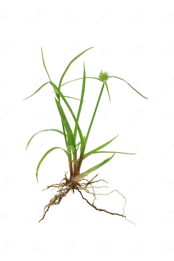 Green grass with roots stock photo. Image of weeds, stem - 7151836