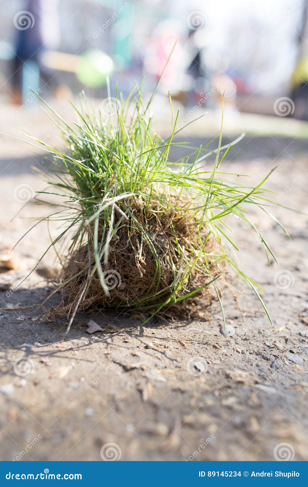 Green Grass with Roots on the Ground Stock Photo - Image of dirt ...