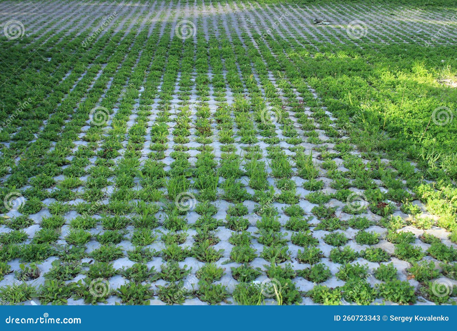 Green Grass in Round Holes. Stock Image - Image of covering, smooth ...