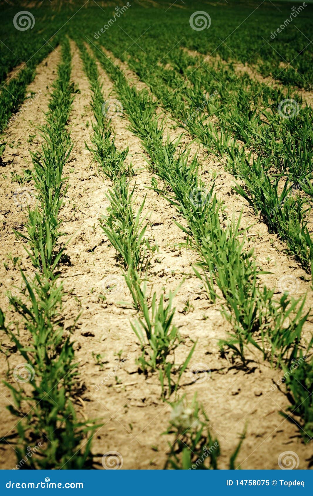 Green grass rows field stock image. Image of lush, grass - 14758075