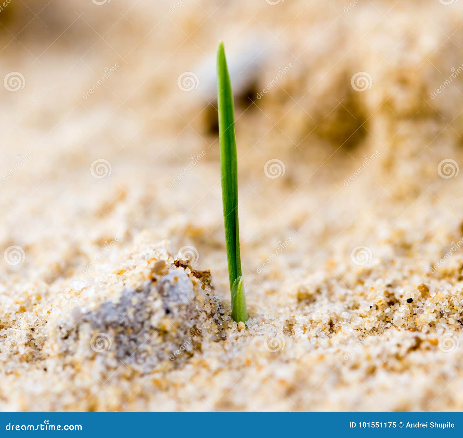 Green Grass in the Sand in the Nature Stock Image - Image of dunes ...