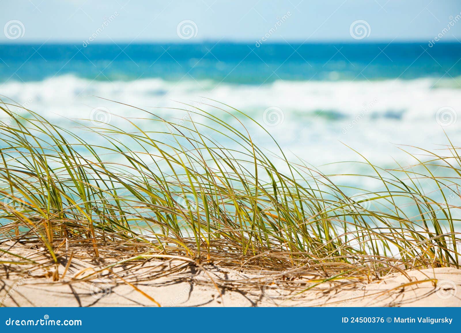 Green Grass on Sandy Dune Overlooking Beach Stock Photo - Image of ...