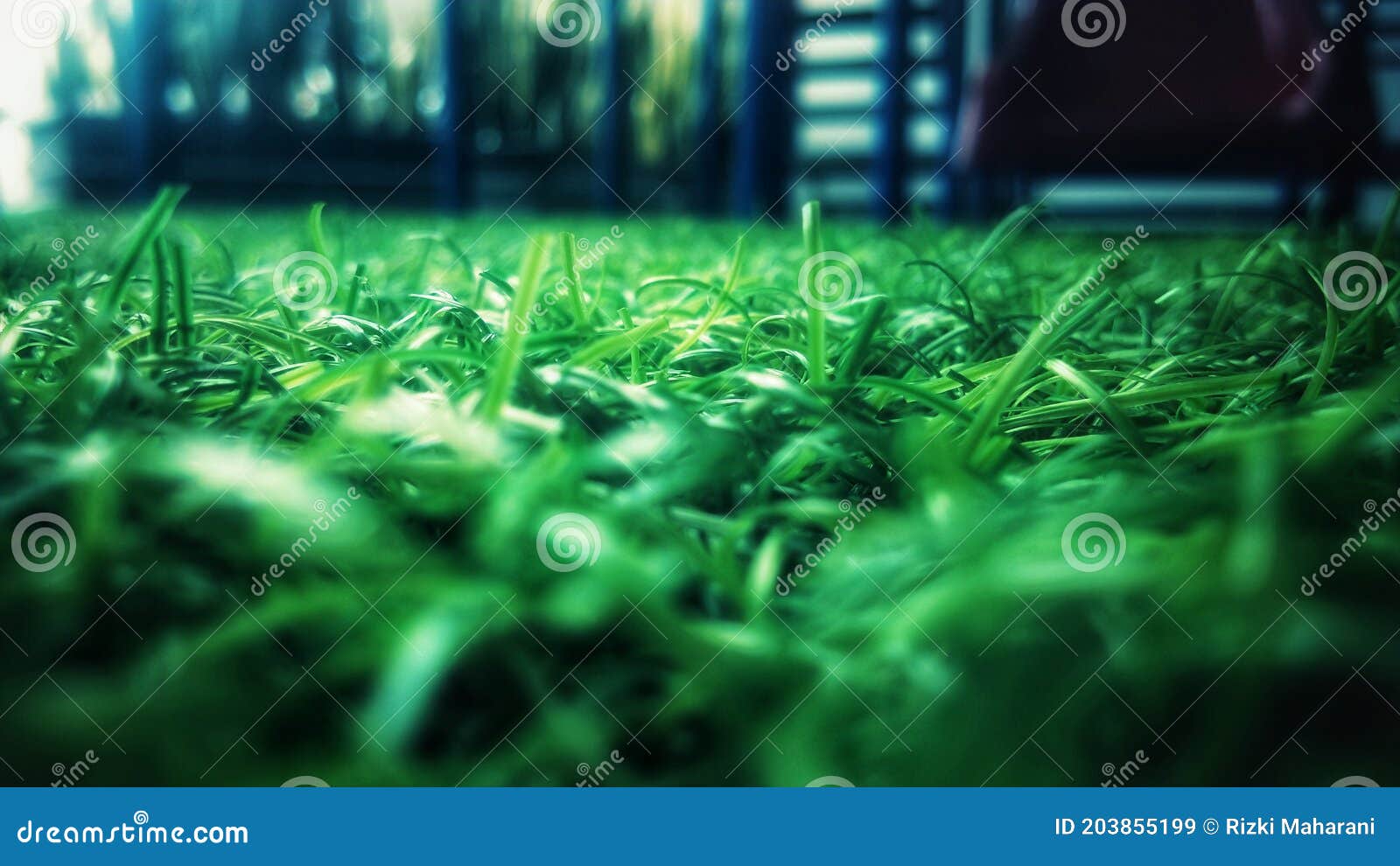 Green Grass Scenery stock image. Image of leaf, grass - 203855199