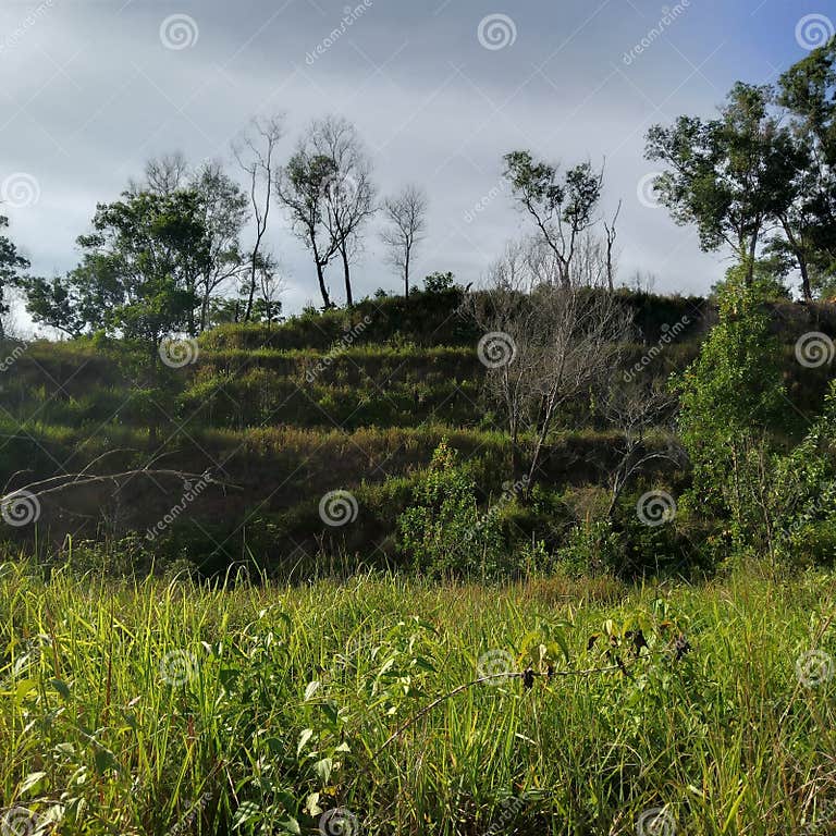 Green Grass Scenery stock image. Image of vegetation - 233501501