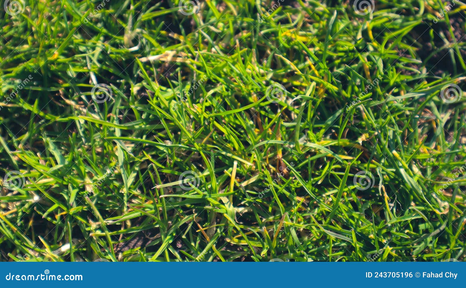 Green Grass Seamless Texture, Green Grass Stock Photo - Image of meadow ...