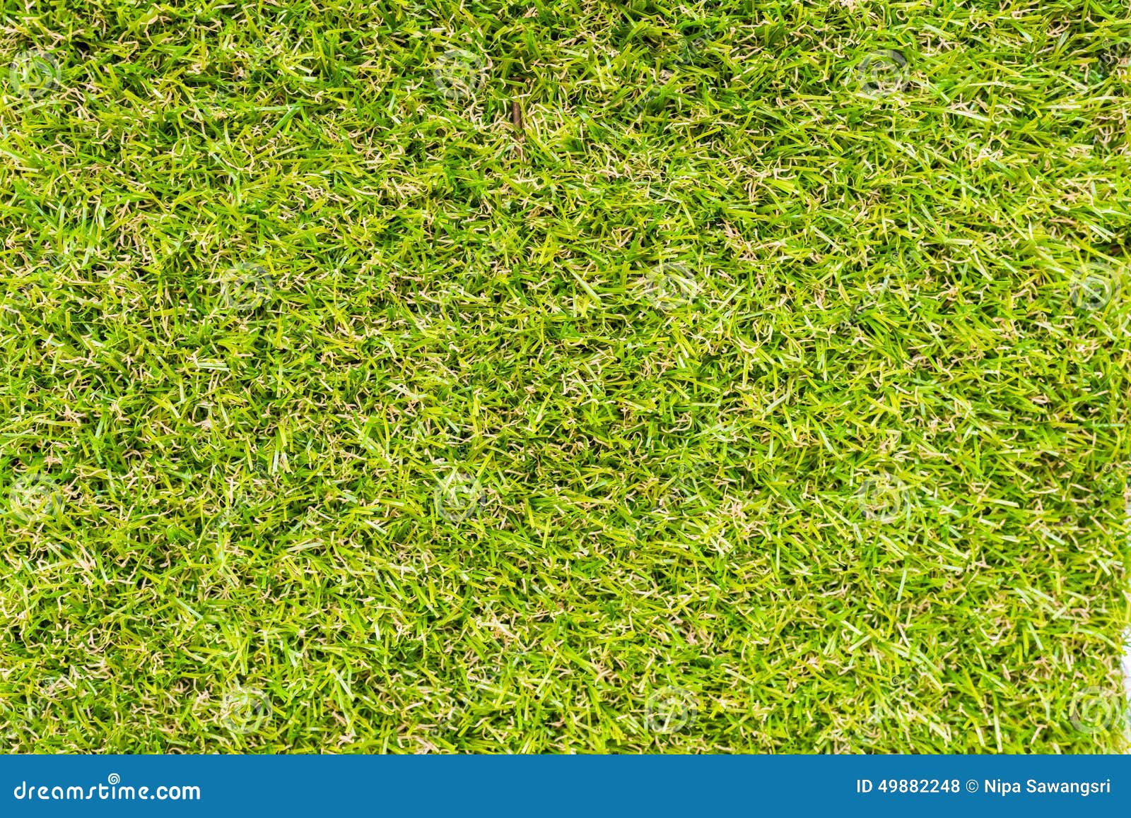 Green Grass Seamless Texture Stock Photo - Image of field, lawn: 49882248