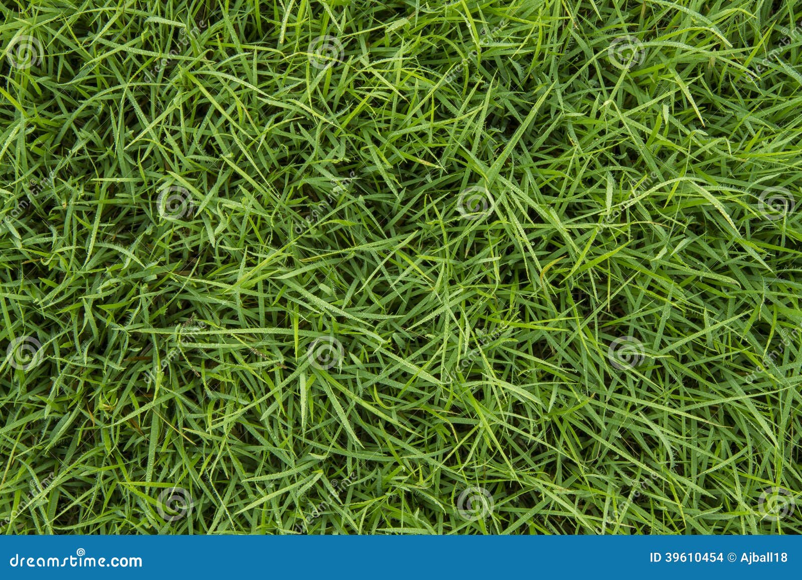 Green Grass Seamless Texture Stock Photo - Image of abstract, park ...