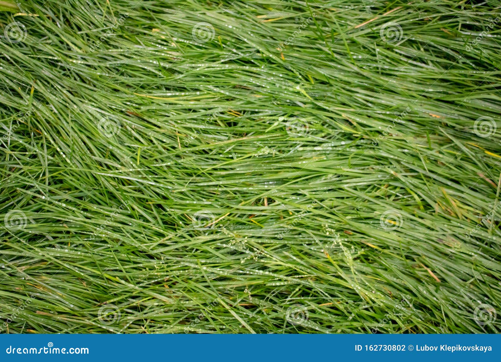 Green Grass Seamless Texture. Seamless in only Horizontal Dimension ...