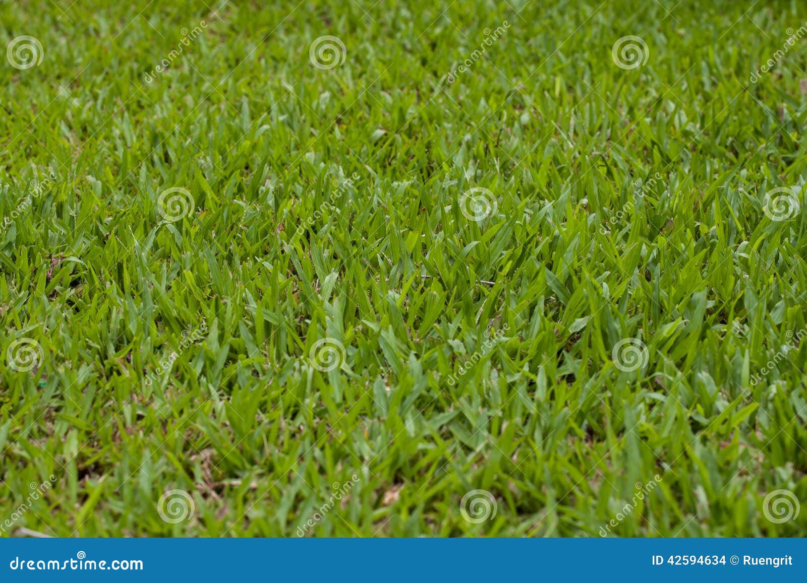 Green Grass Seamless Texture. Stock Photo - Image of ground, fresh ...