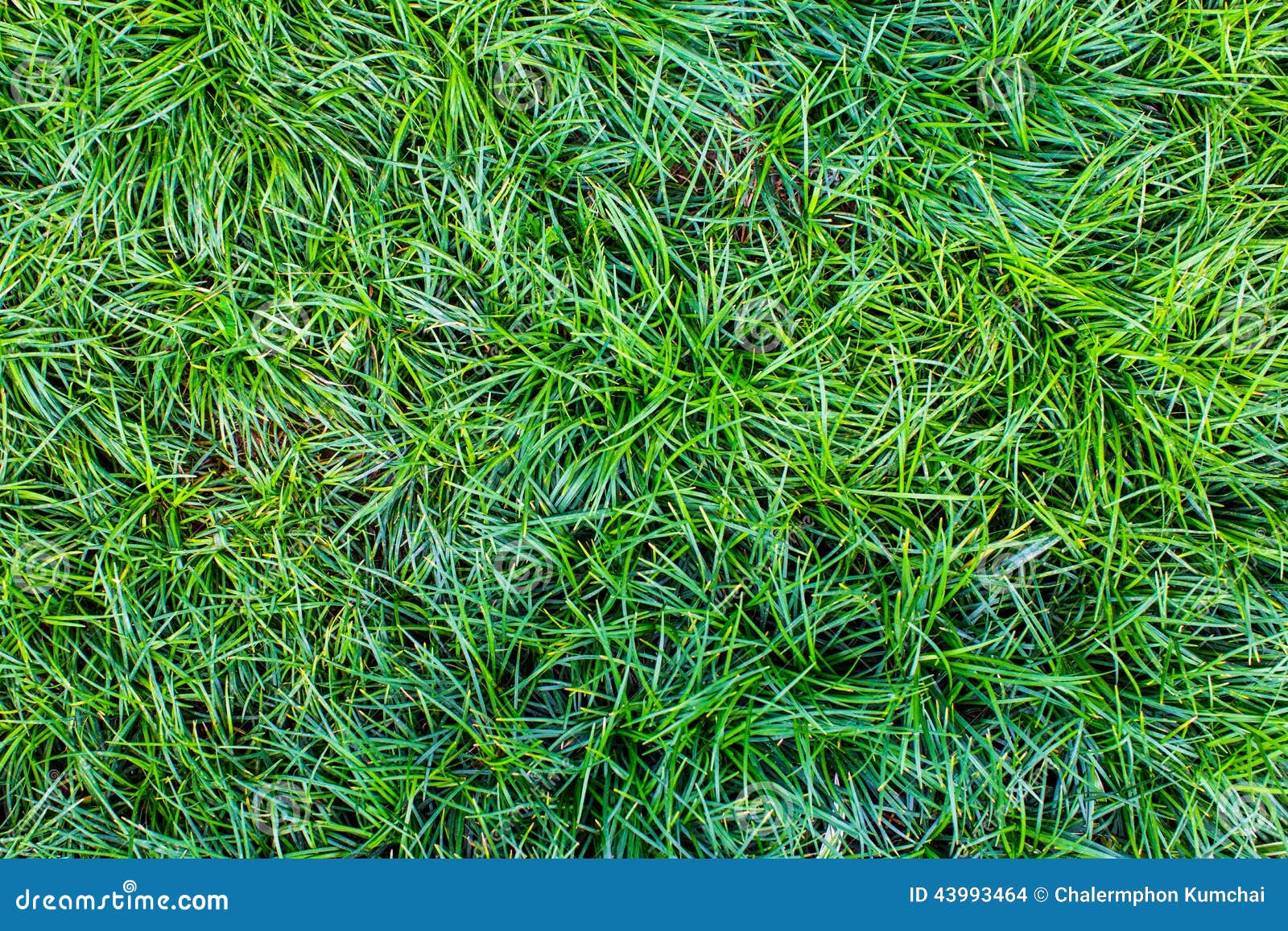 Green Grass Seamless Texture. Seamless In Only Horizontal Dimension ...