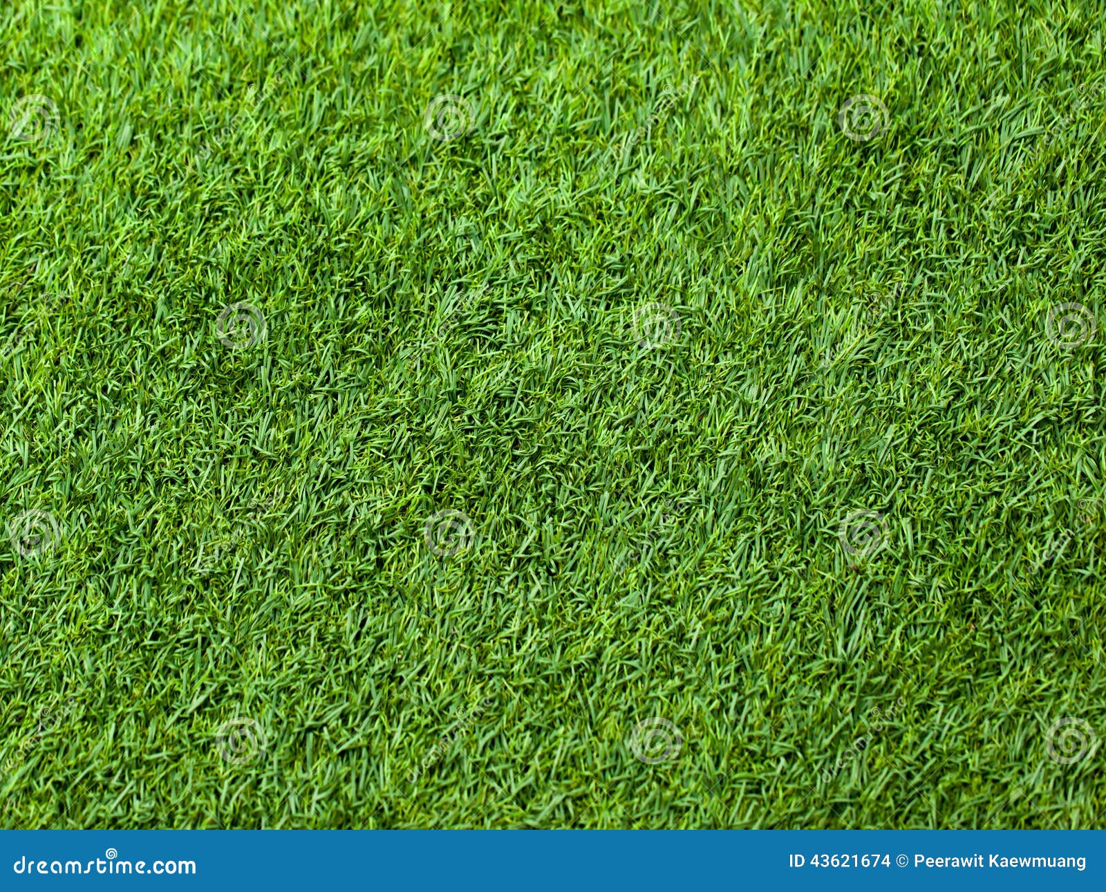 Green Grass Seamless Texture. Seamless in only Horizontal Dimension ...