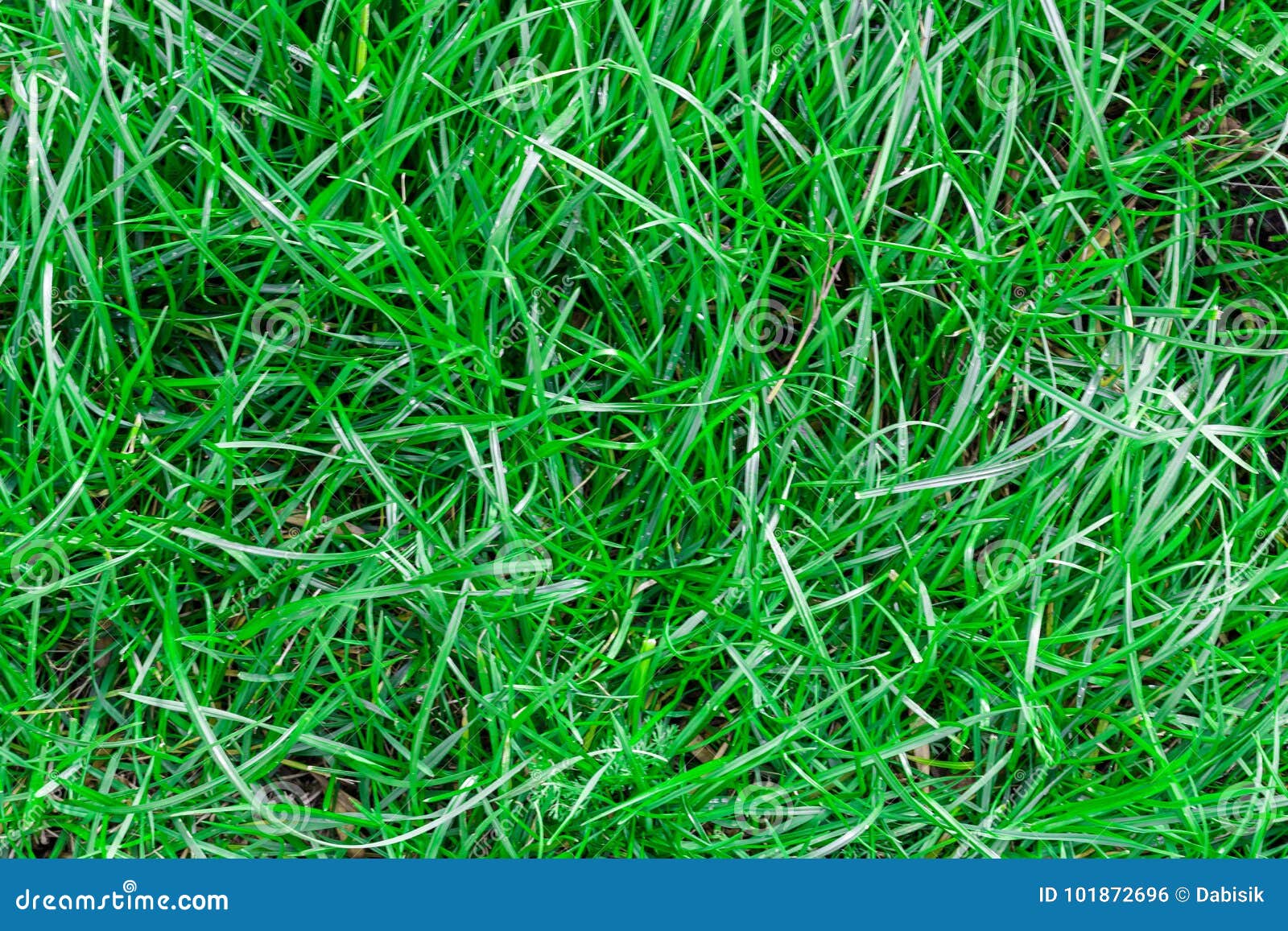Green Grass Seamless Texture. Seamless in only Horizontal Dimension ...